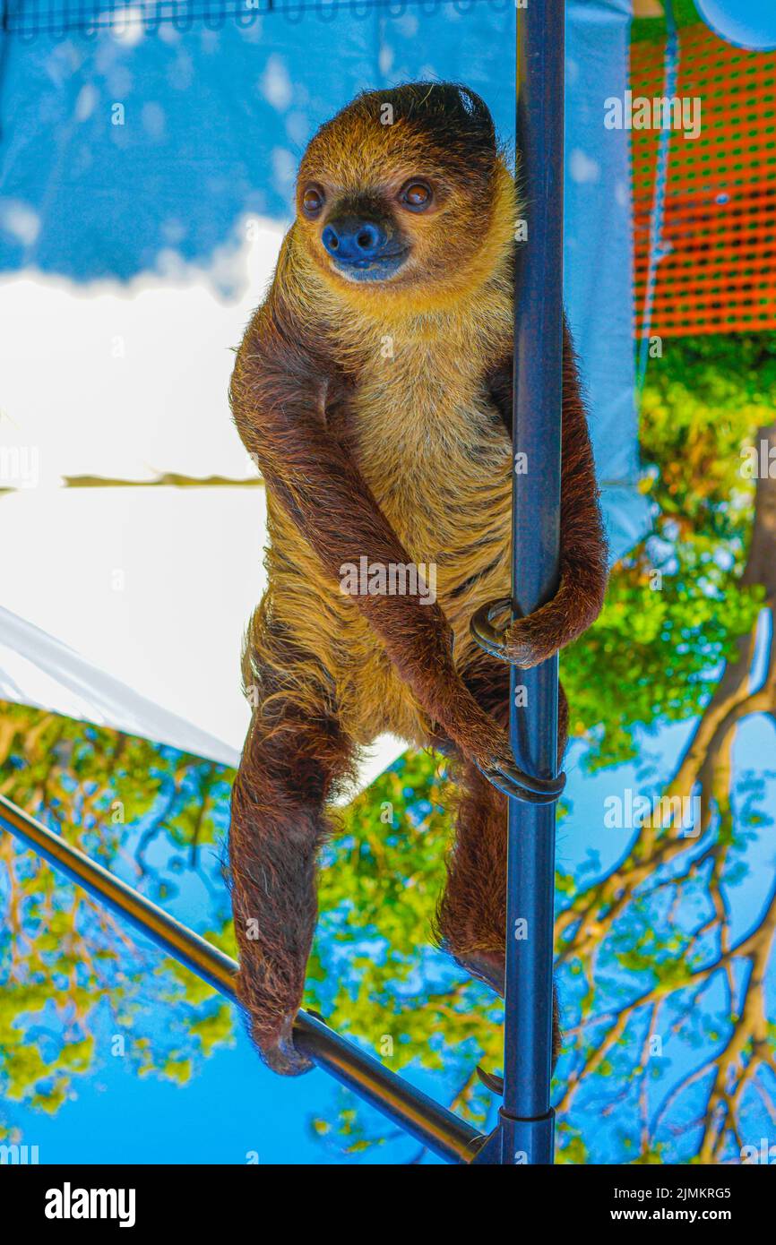 Image of sloth hanging in the bar Stock Photo - Alamy
