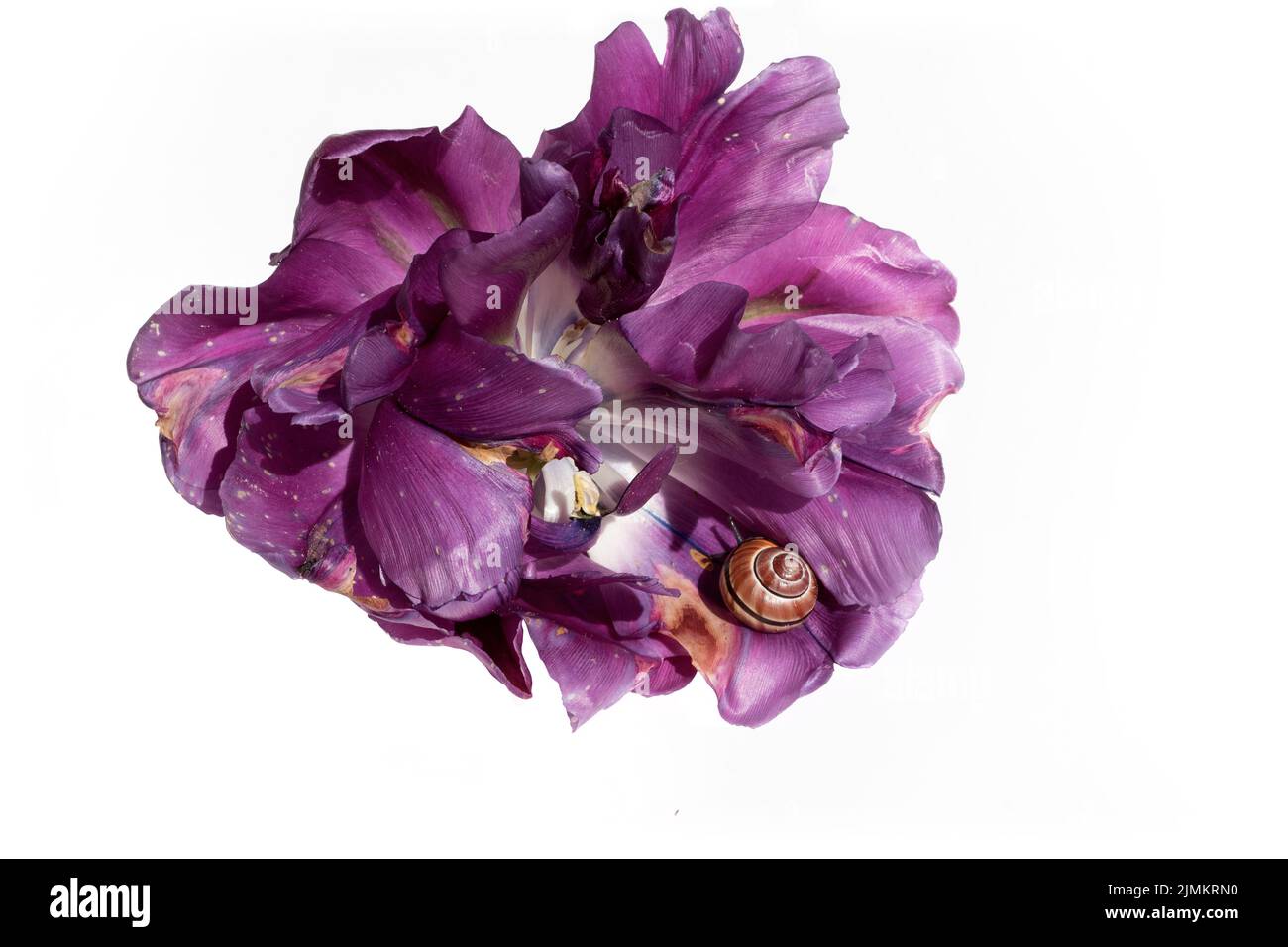 Purple parrot tulip with snail cut out on white background Stock Photo ...