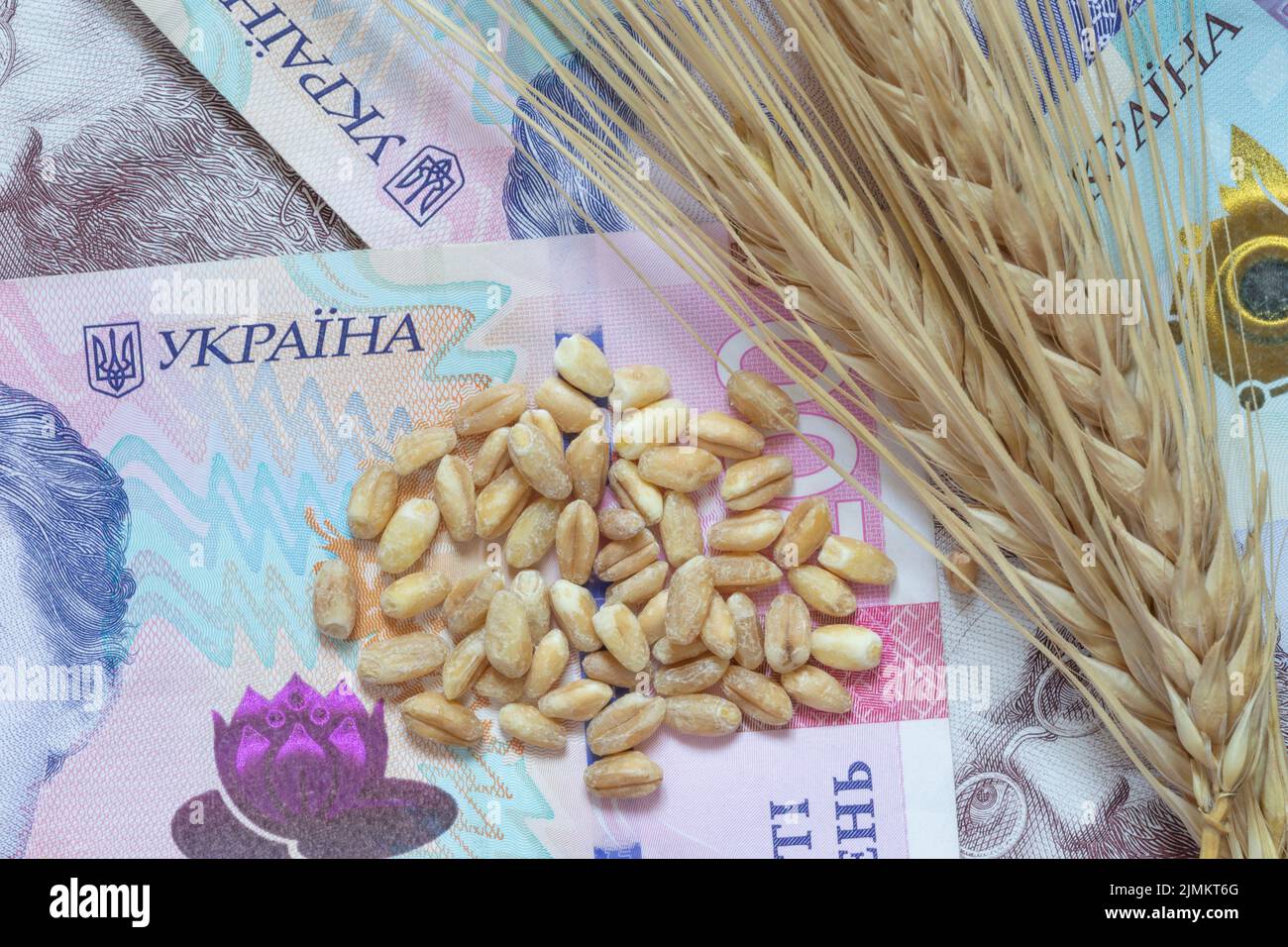 wheat grains and ears of barley lying on Ukrainian hrivnya banknotes ...