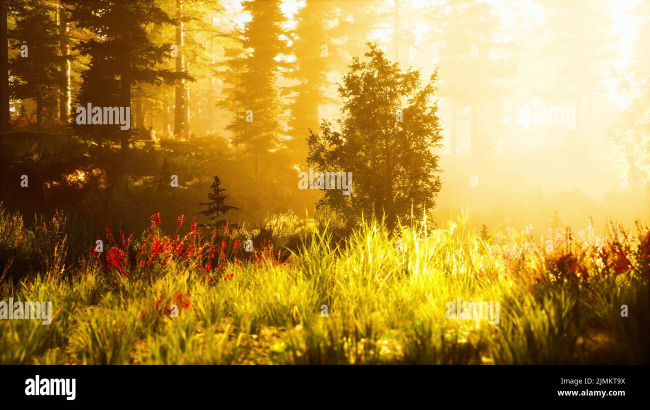 Panoramic view of the majestic evergreen forest in a morning fog Stock ...