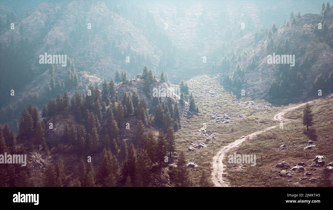 Bird's eye view of road running through beautiful green pine woods ...