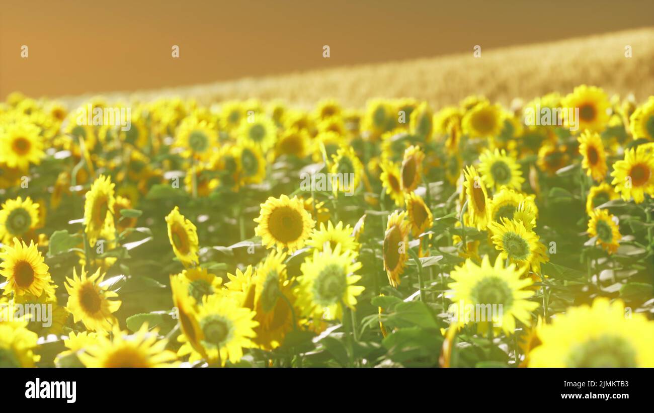 Sunflower fields in warm evening light Stock Photo - Alamy