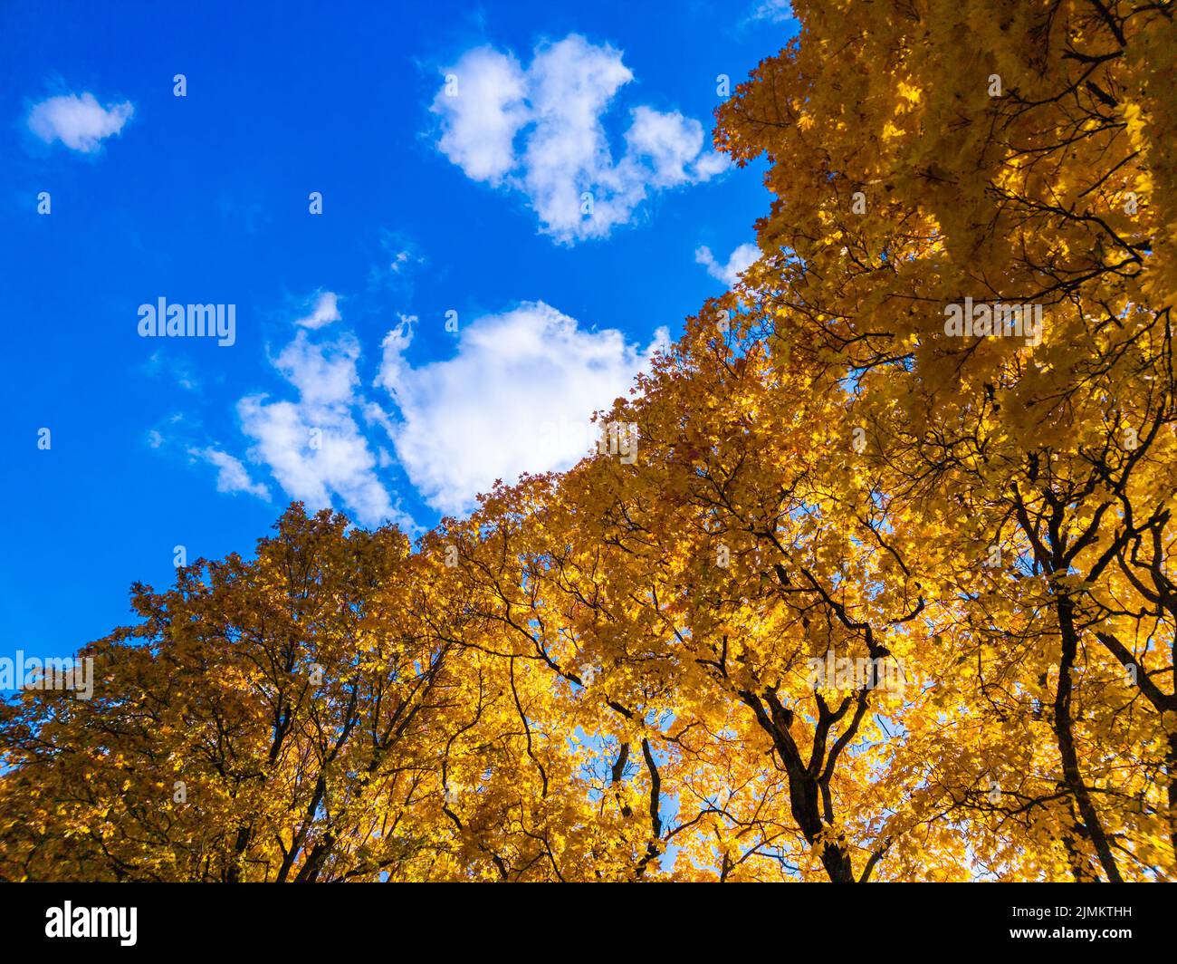 autumn vivid yellow maple trees foliage on blue sky with white clouds background - full frame ...