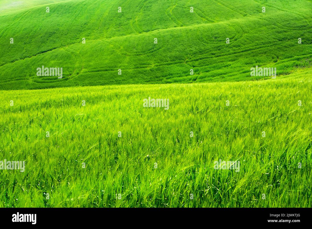 Tuscany view of green wheat fields in spring Stock Photo - Alamy