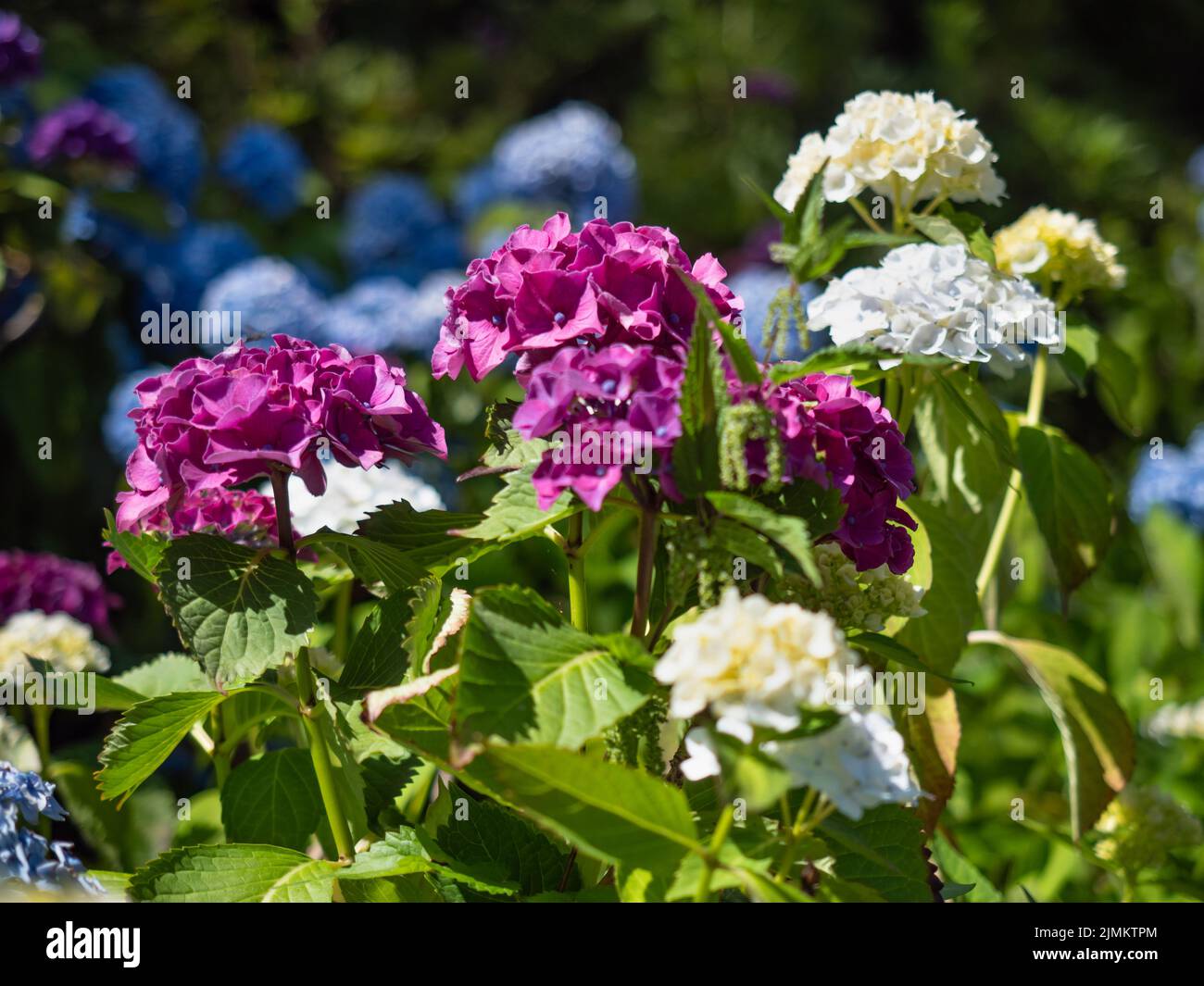 Beautiful blue and pink Hydrangea macrophylla flower heads in the ...