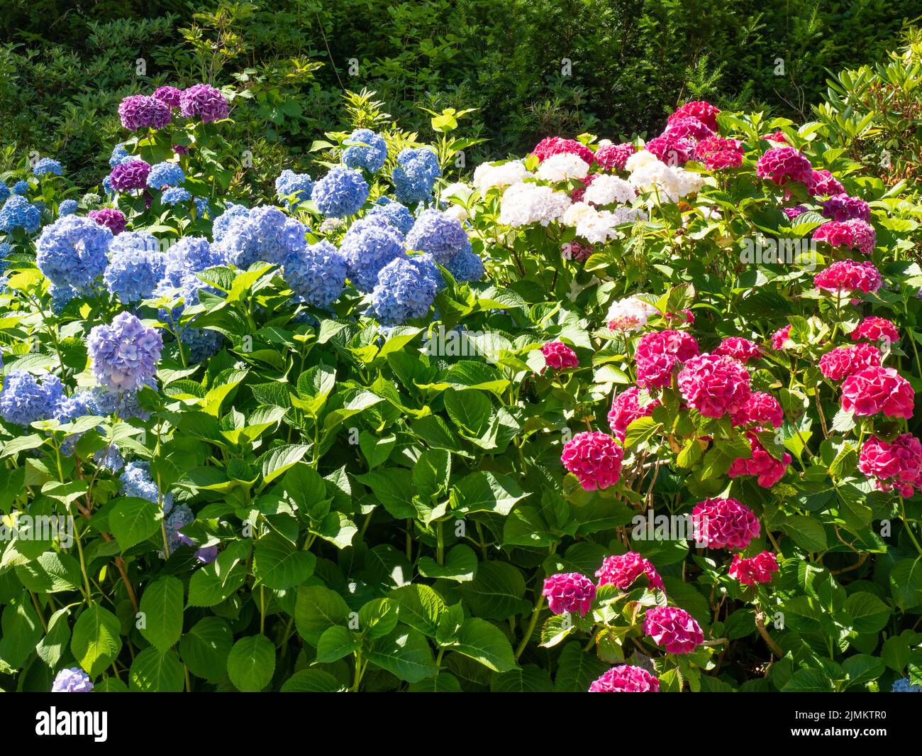 Beautiful blue and pink Hydrangea macrophylla flower heads in the ...