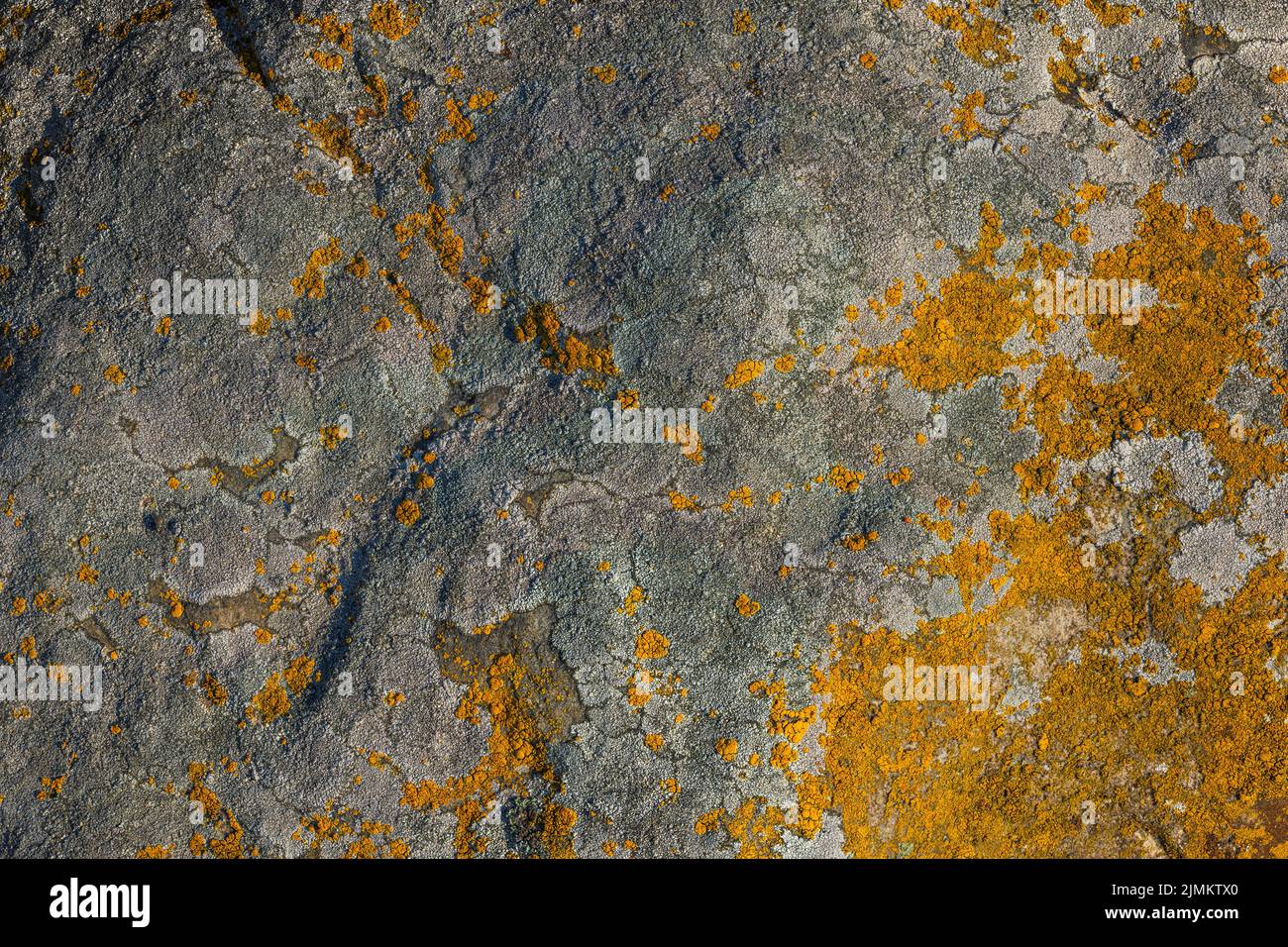 lichen presumably on quartzite sandstone surface under direct sunlight ...