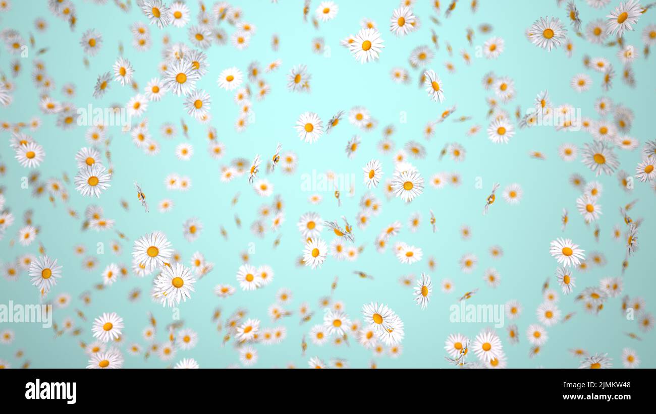 Flying white daisy flowers Stock Photo - Alamy