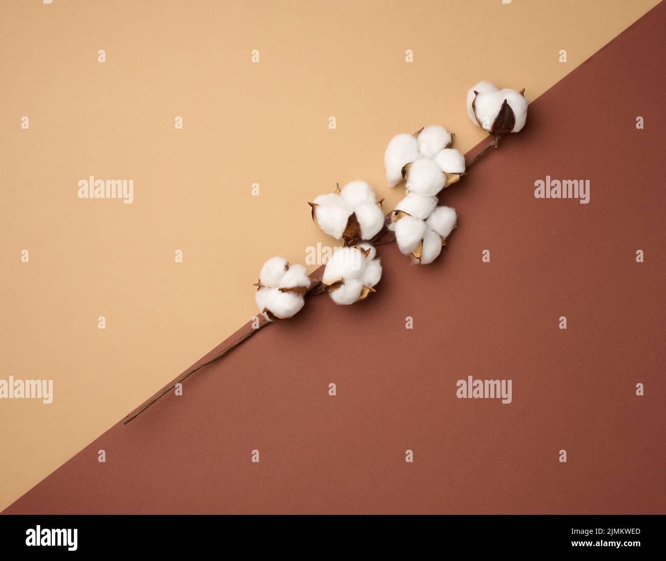 Cotton flower on a brown paper background, overhead. Minimalism flat ...
