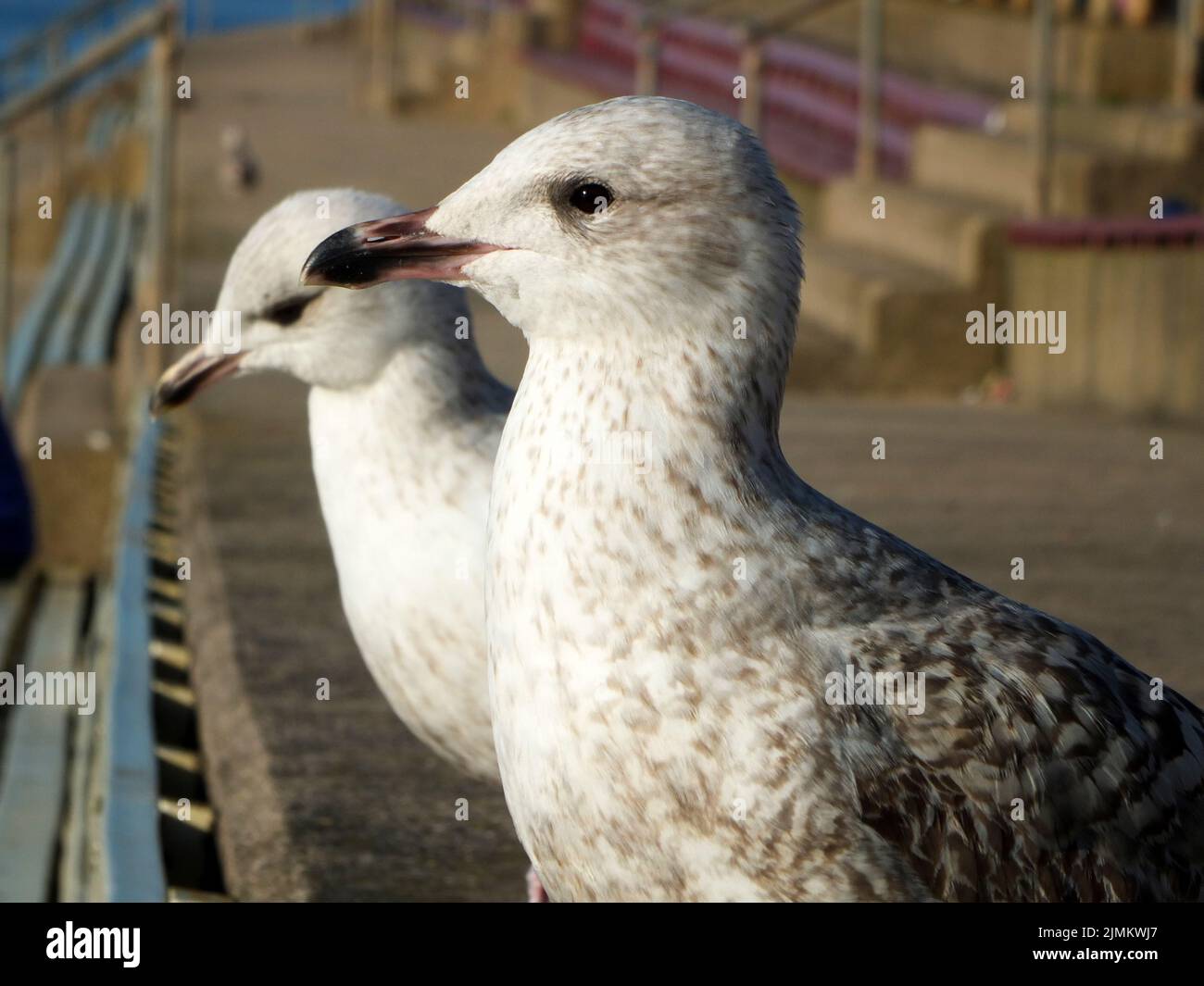 Close up of two juvenile herring gulls sitting on the steps in the ...