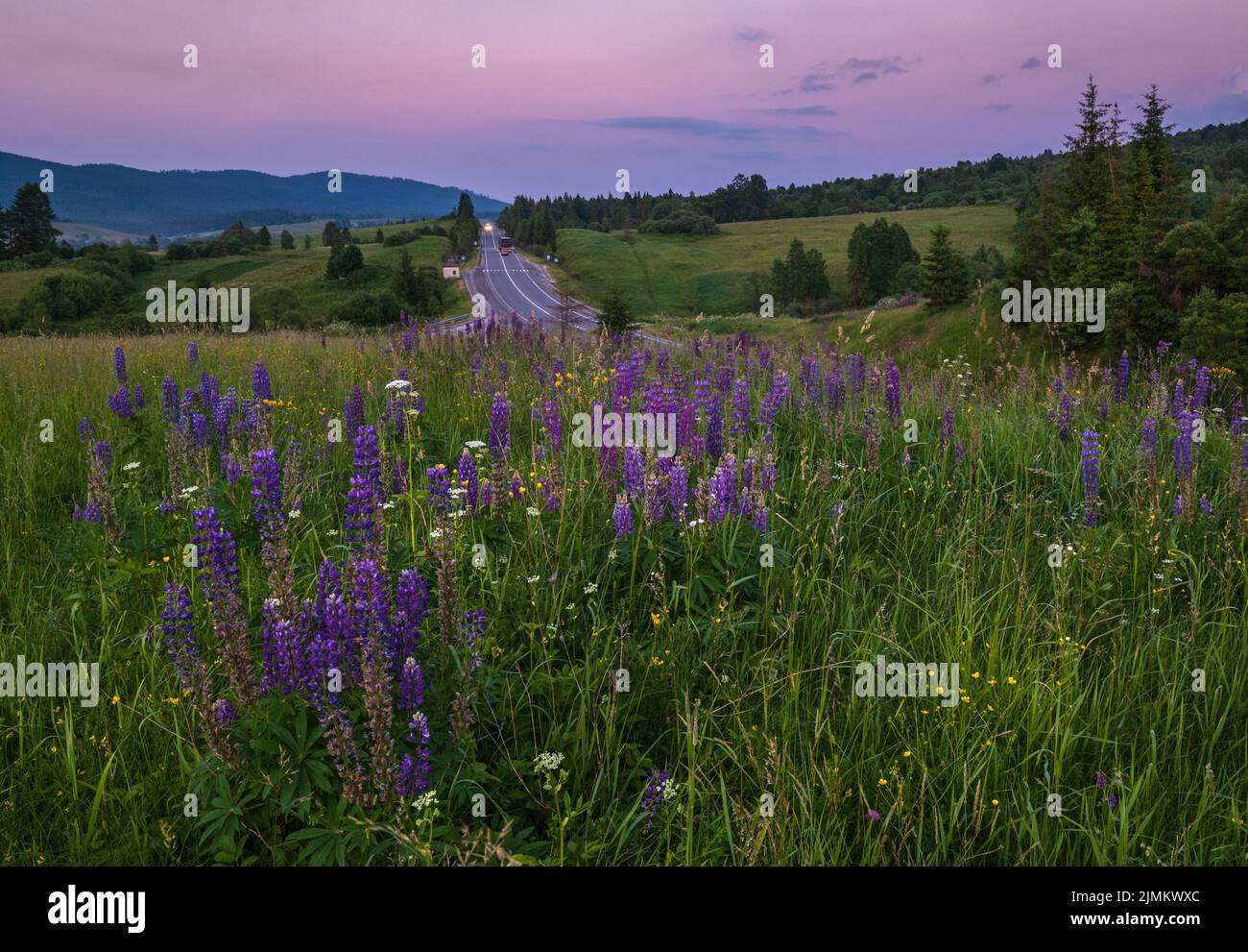 Twilight June Carpathian mountain countryside meadows. with beautiful wild flowers Stock Photo ...