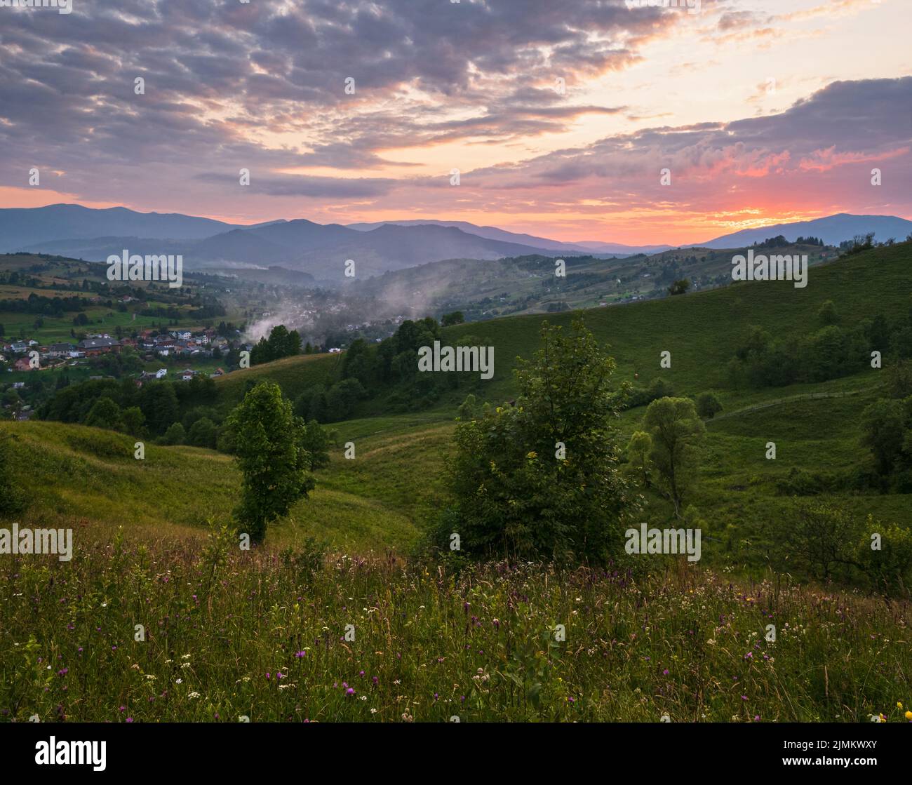 Picturesque summer Carpathian mountain countryside meadows. with beautiful wild flowers Stock ...