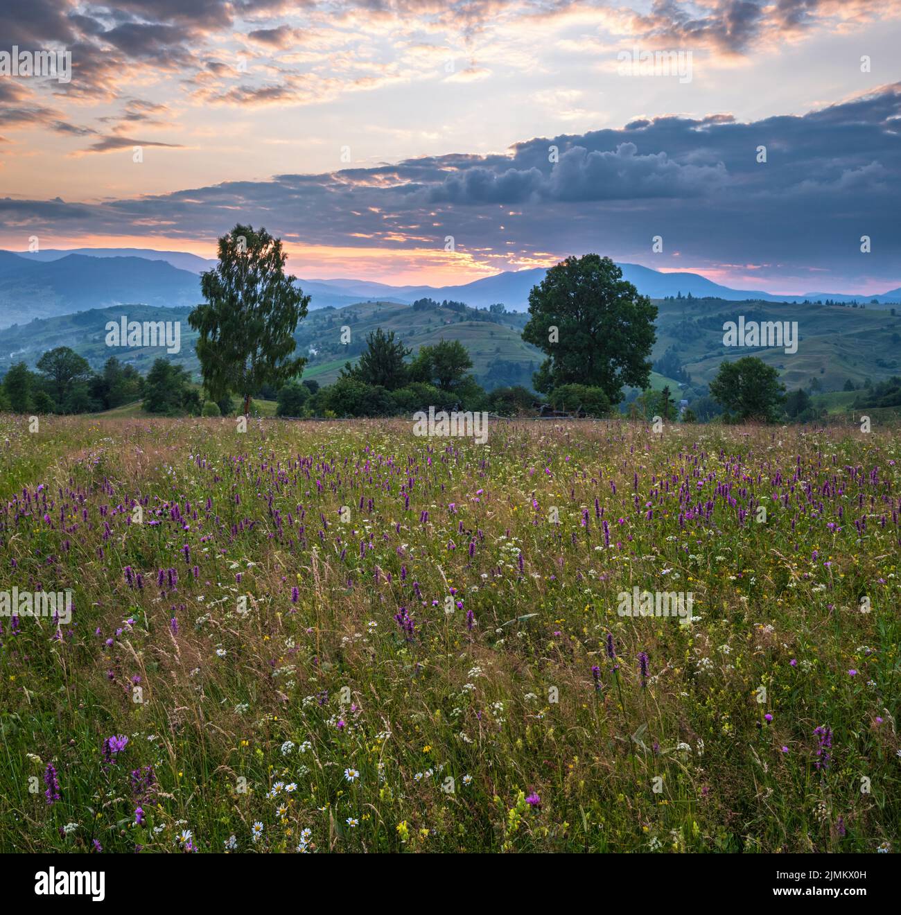 Summer twilight Carpathian mountain countryside meadows. with beautiful ...