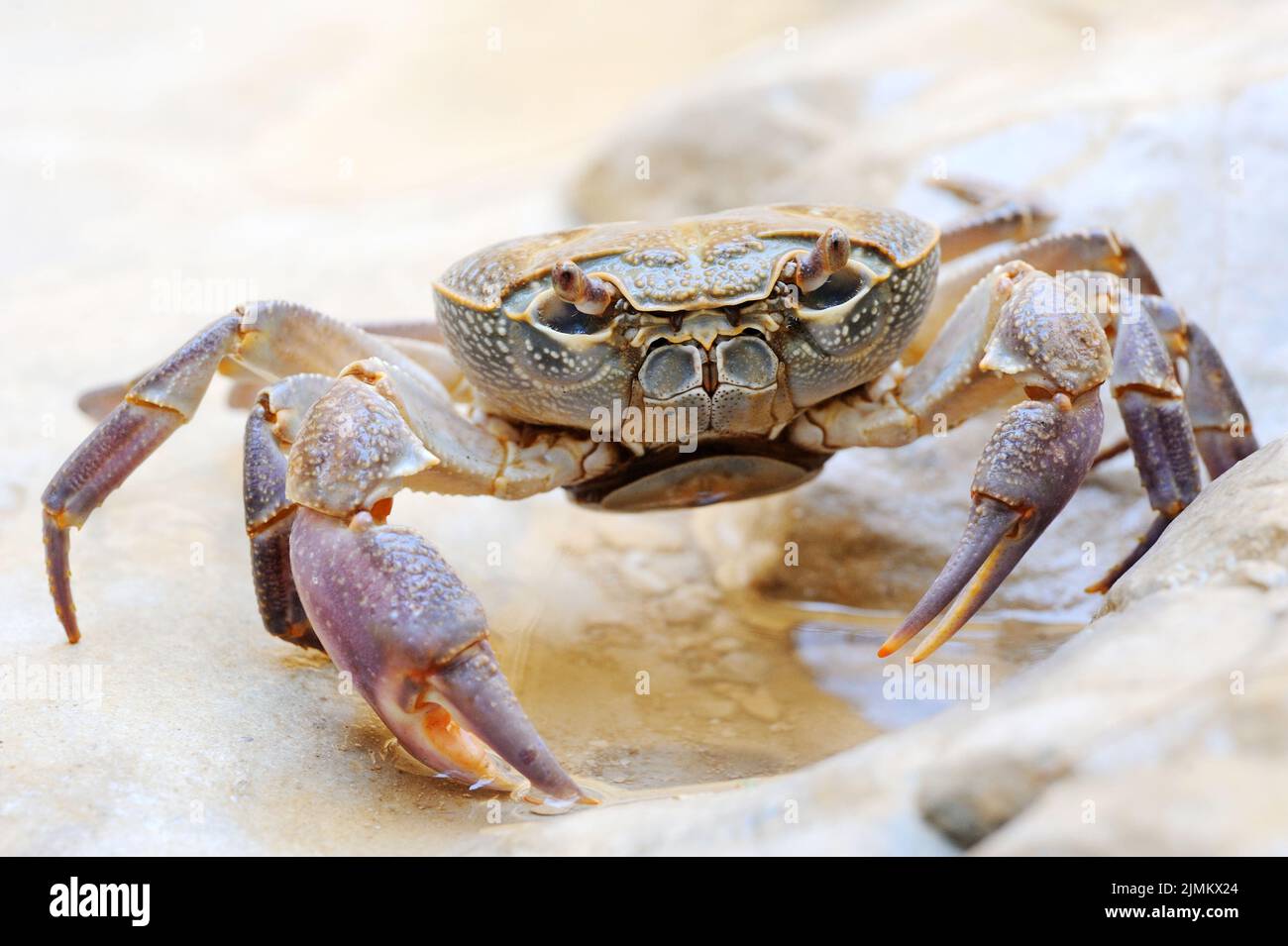 Freshwater land crab Stock Photo - Alamy