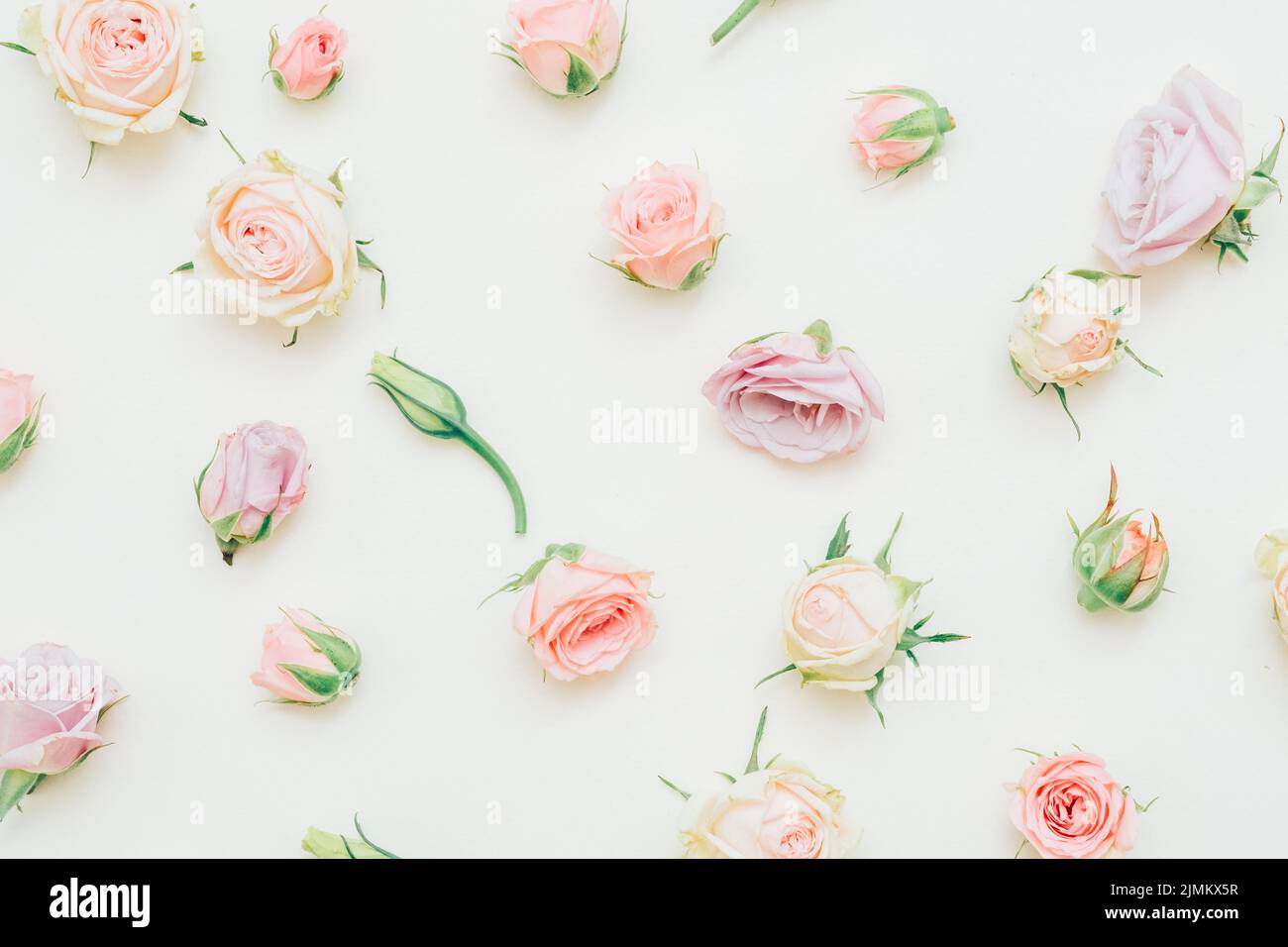 rose pattern background multicolor flower buds Stock Photo - Alamy
