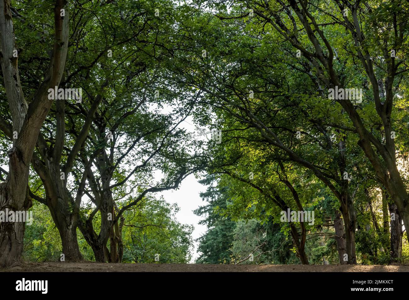 An overlooking view of nature in Portland, Oregon Stock Photo - Alamy