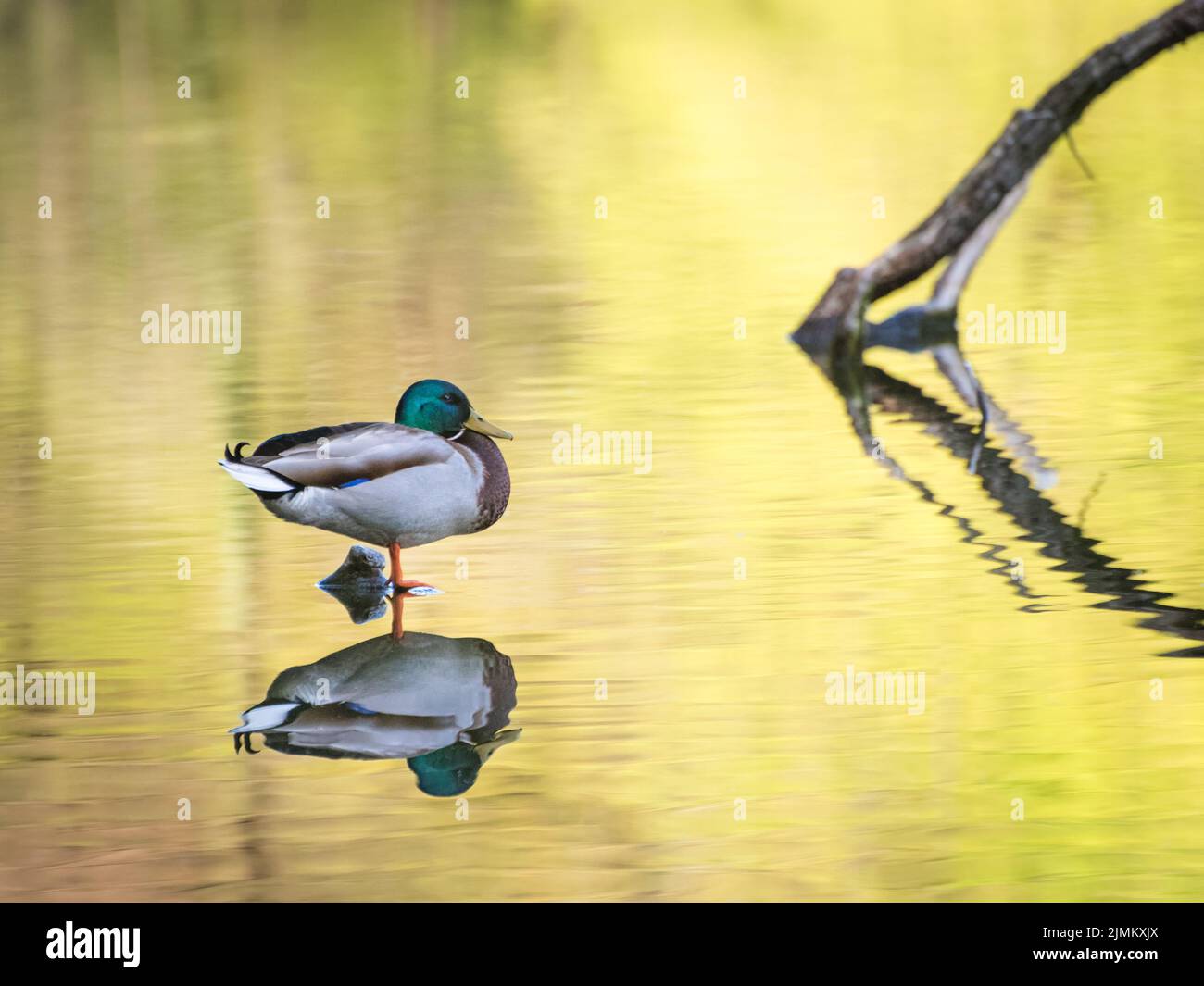 Male reflection hi-res stock photography and images - Alamy