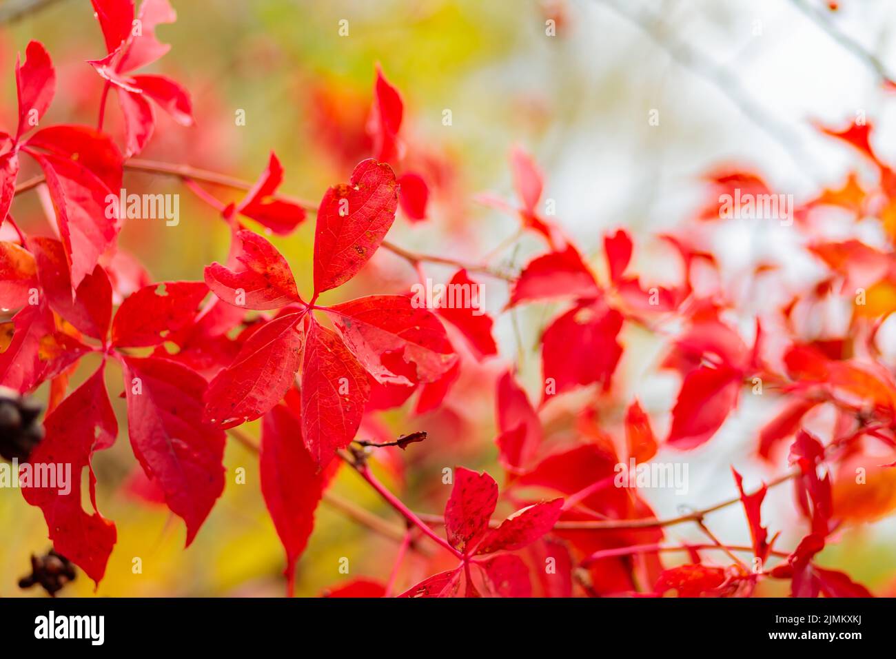 Red autumn leaves. Warm autumn background with red-orange leaves of ...