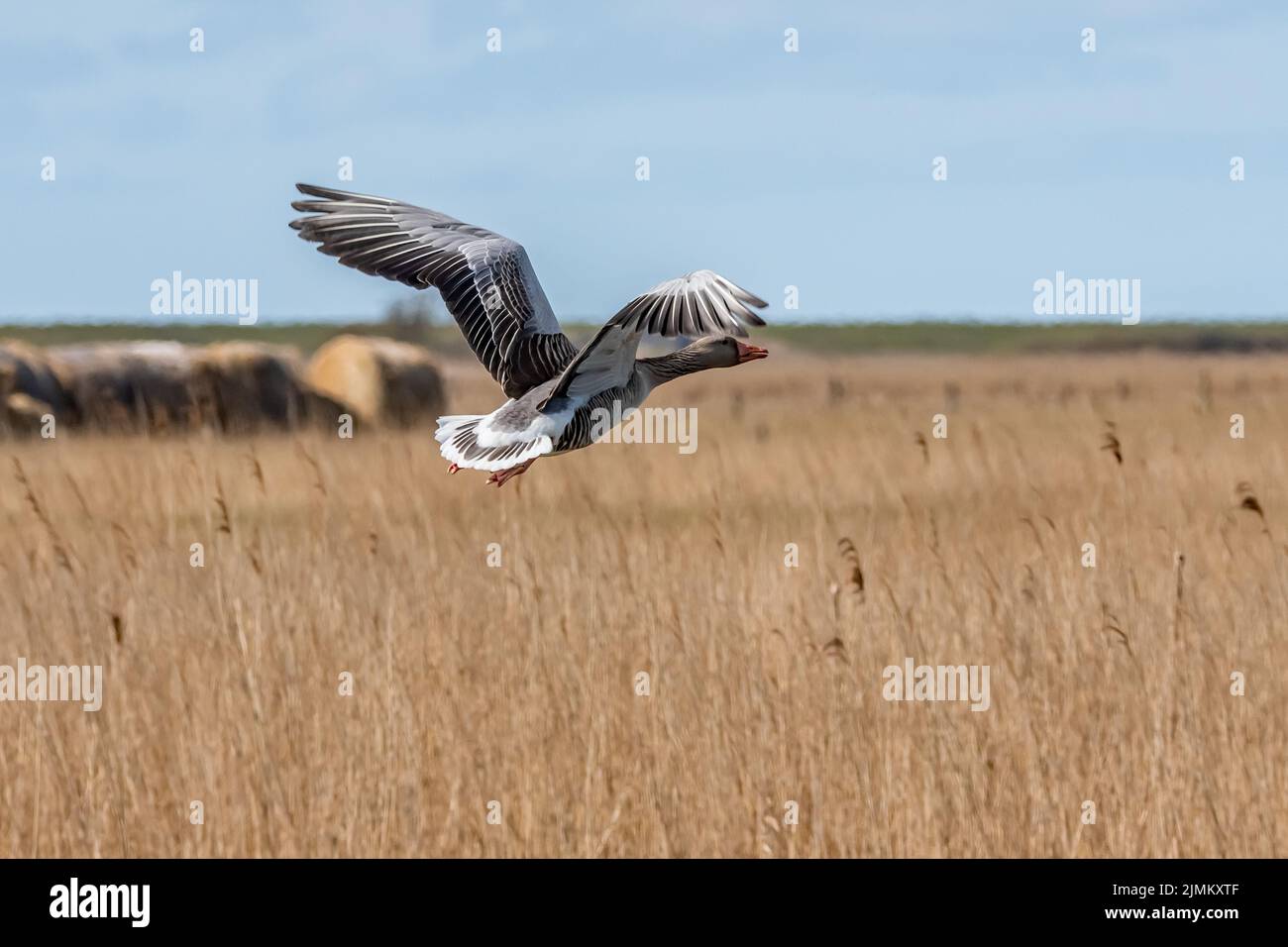 Goose ganders hi-res stock photography and images - Alamy