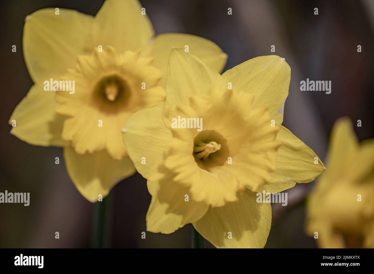 Wilde gelbe narzisse hi-res stock photography and images - Alamy