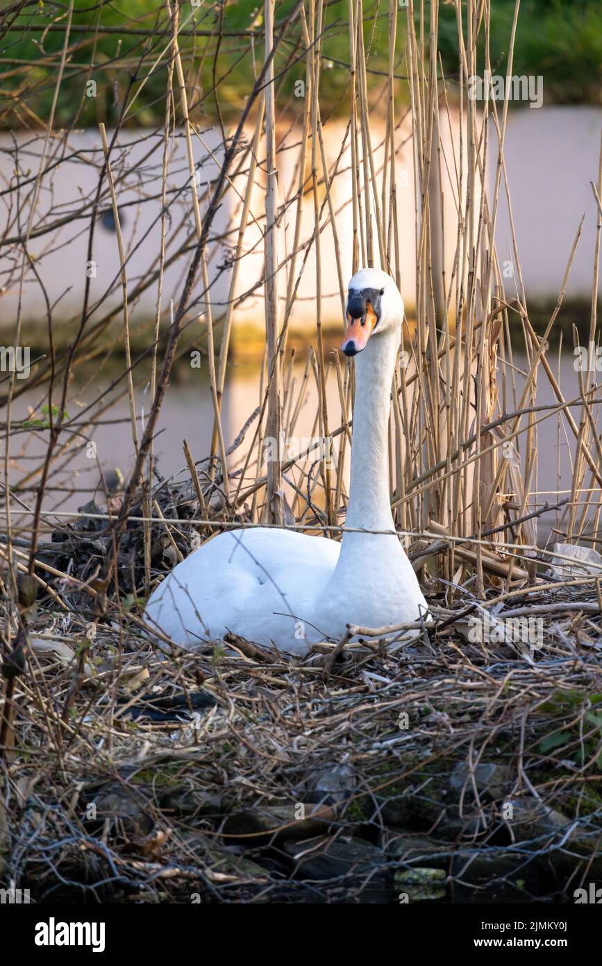 Brooding swan hi-res stock photography and images - Alamy