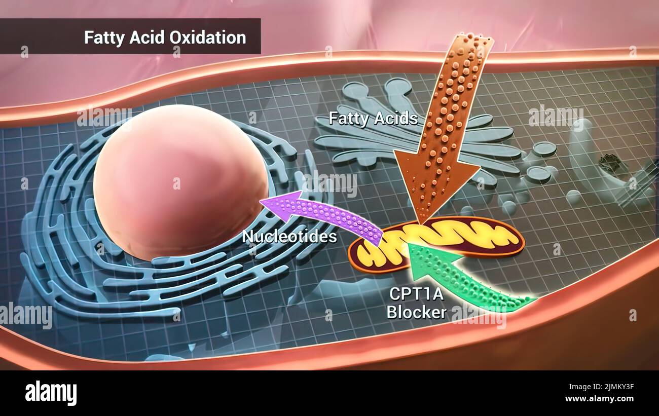 Fatty acid oxidation hi-res stock photography and images - Alamy