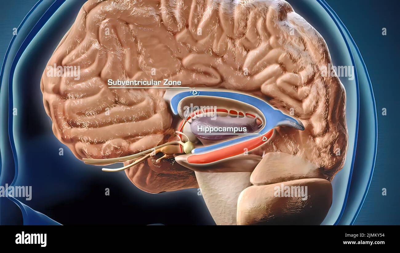 Hippocampus brain anatomy 3d illustration hi-res stock photography and ...