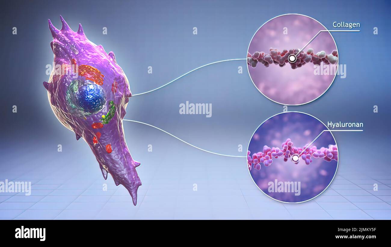 Extracellular matrix cells hi-res stock photography and images - Alamy