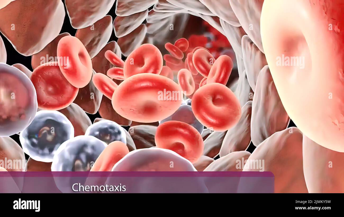 Immune cell bacteria hi-res stock photography and images - Alamy