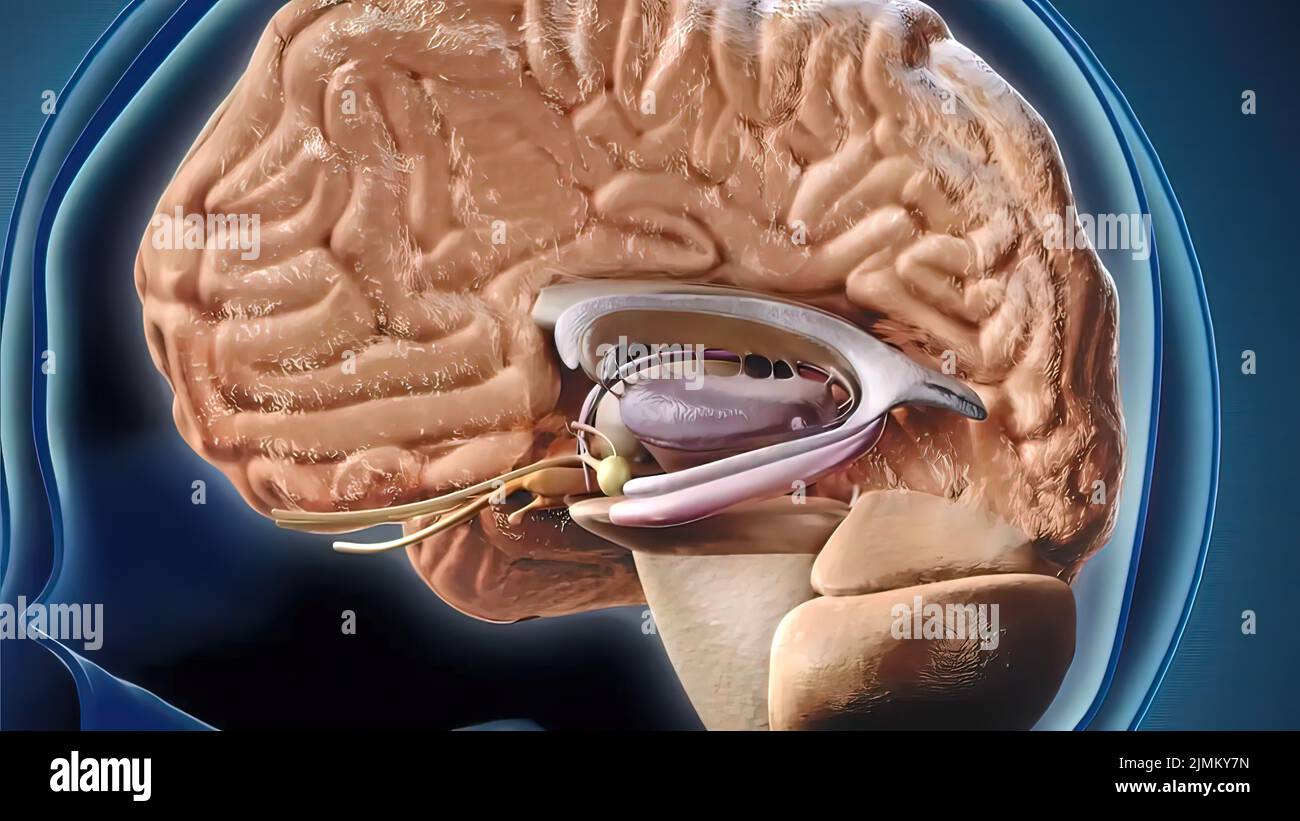 Parts Of The Brain Hippocampus