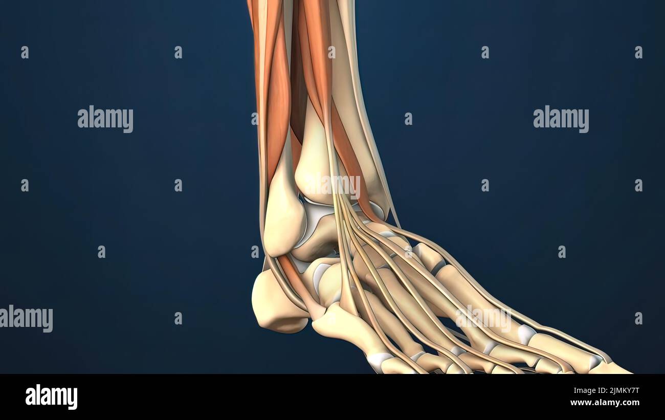 Leg muscles human body anatomy hi-res stock photography and images - Alamy