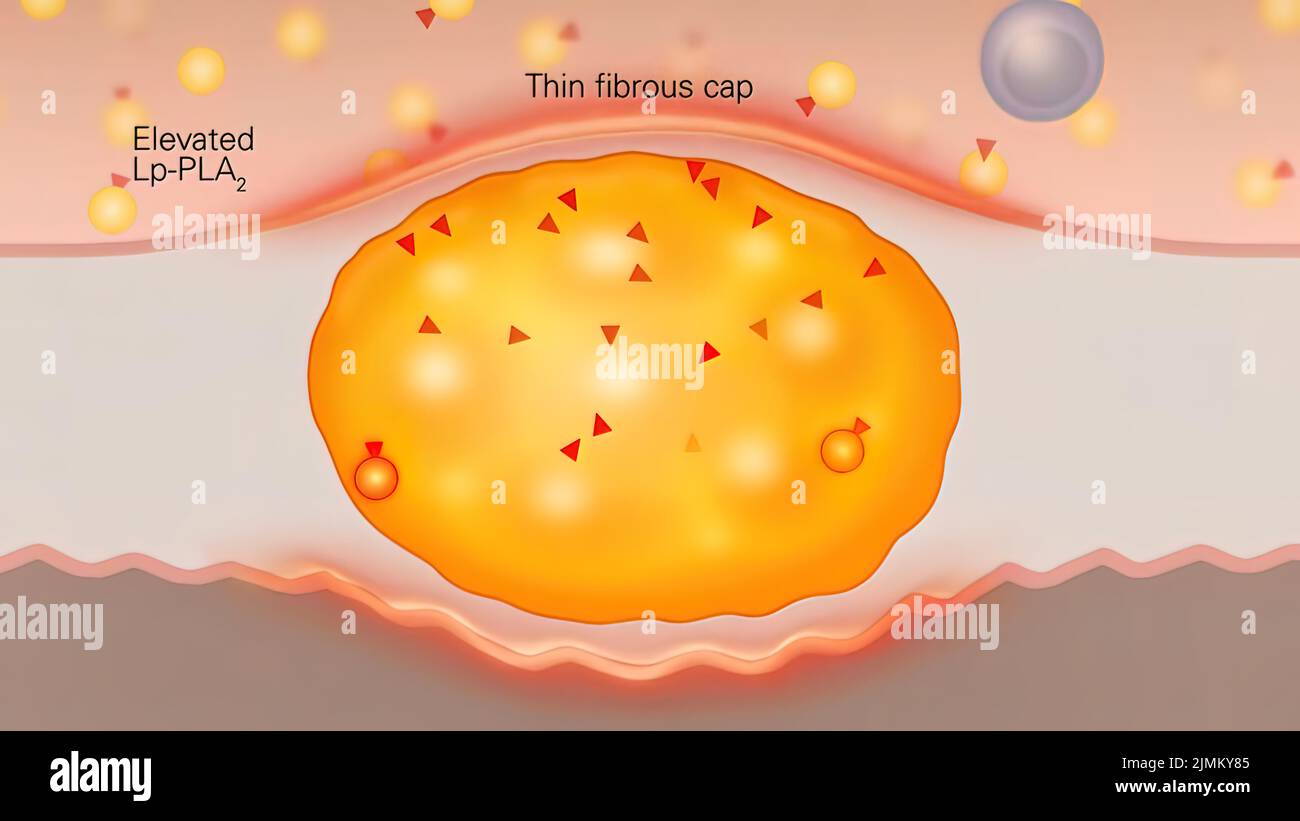 Fat cell microscope hi-res stock photography and images - Alamy