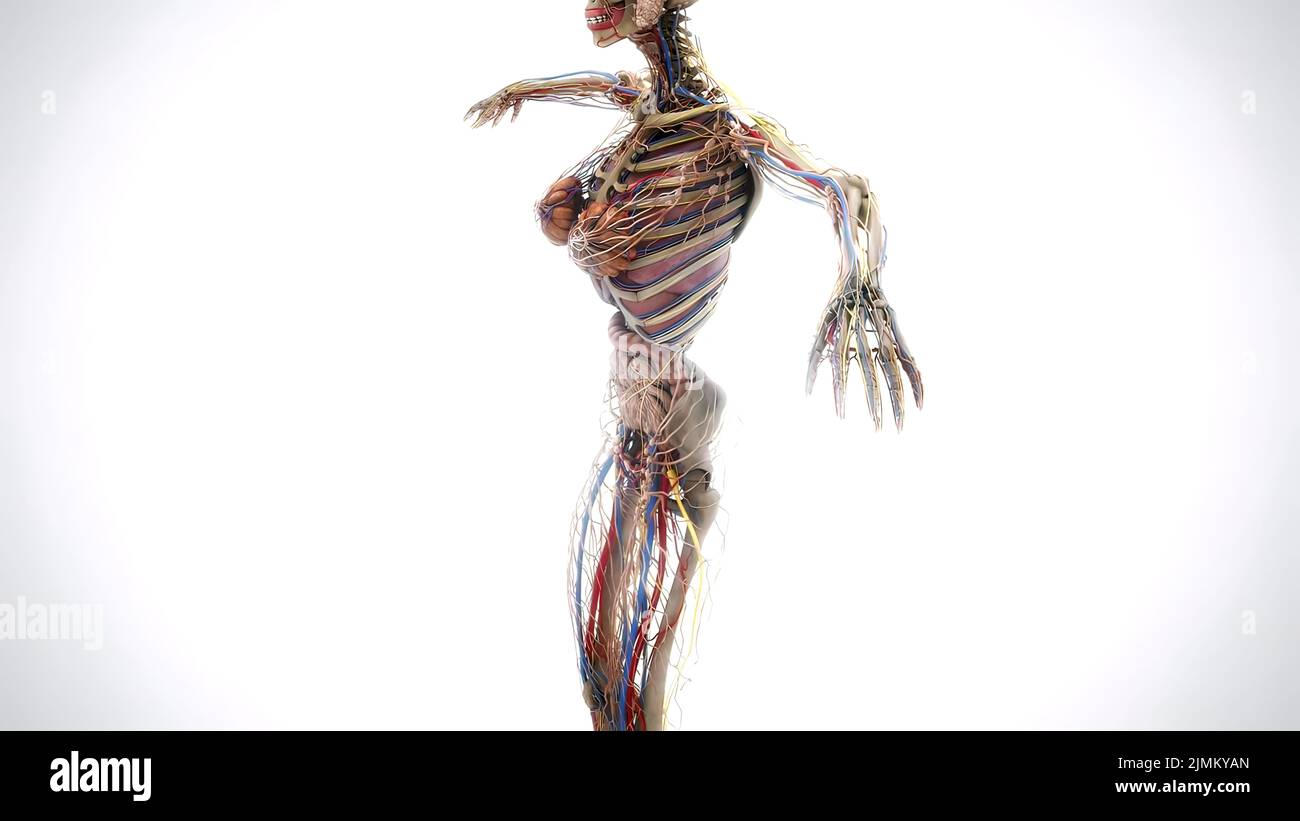 3d leg model hi-res stock photography and images - Alamy