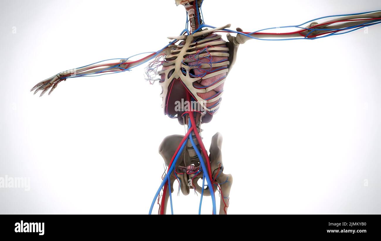 3d leg model hi-res stock photography and images - Alamy