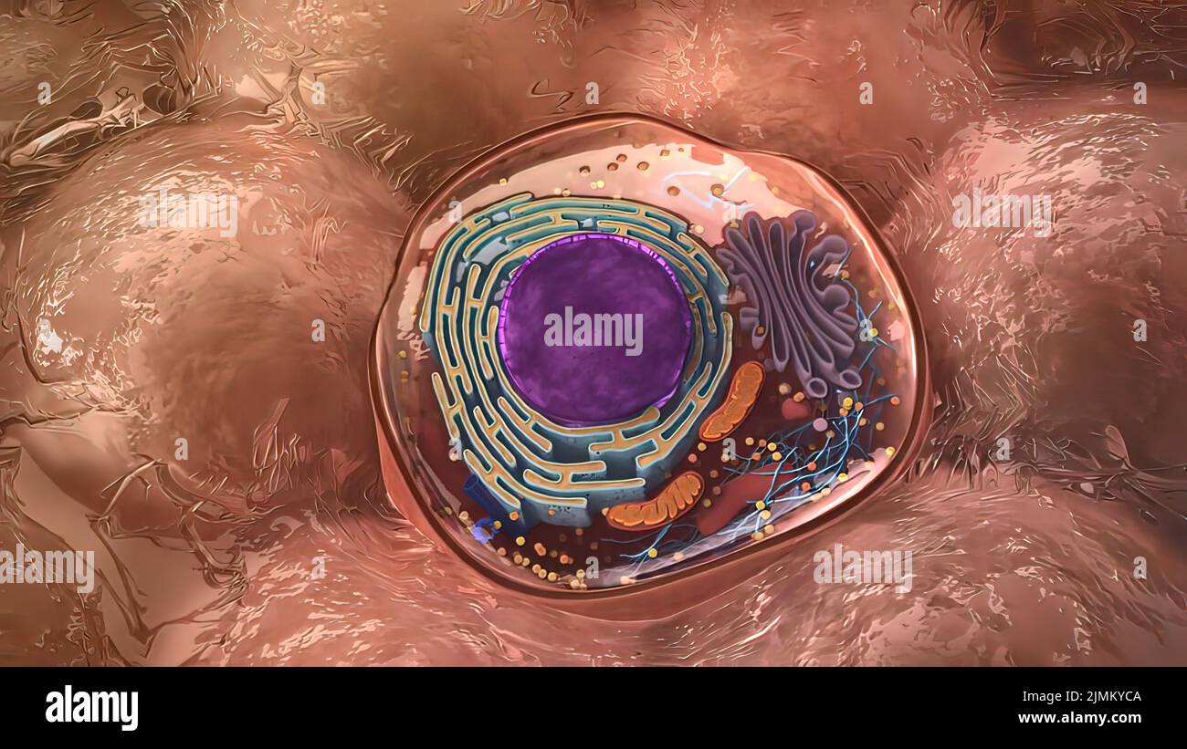 (plasma or lipid or cell) and membrane hi-res stock photography and ...