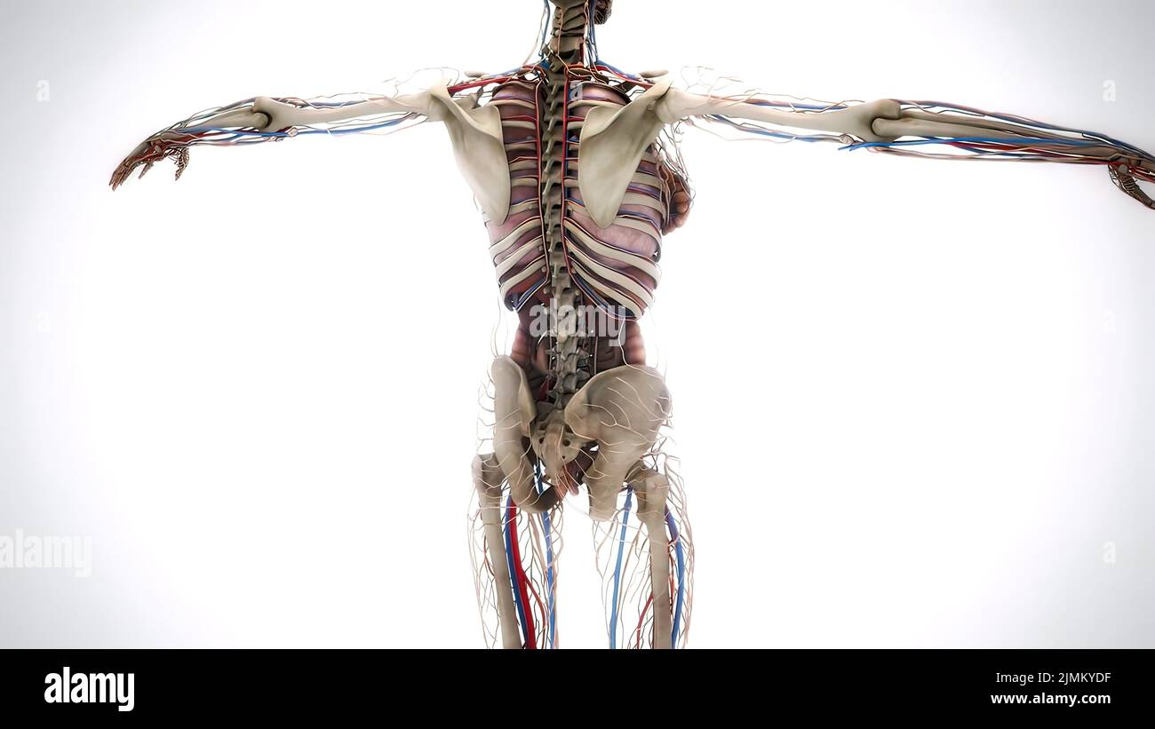 3d leg model hi-res stock photography and images - Alamy