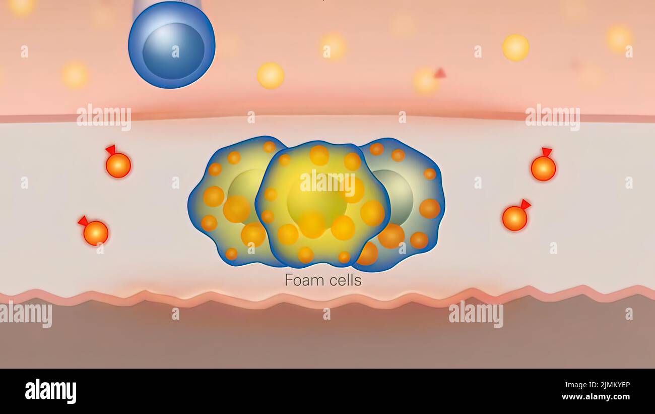Plasma membrane layer microscope hi-res stock photography and images ...