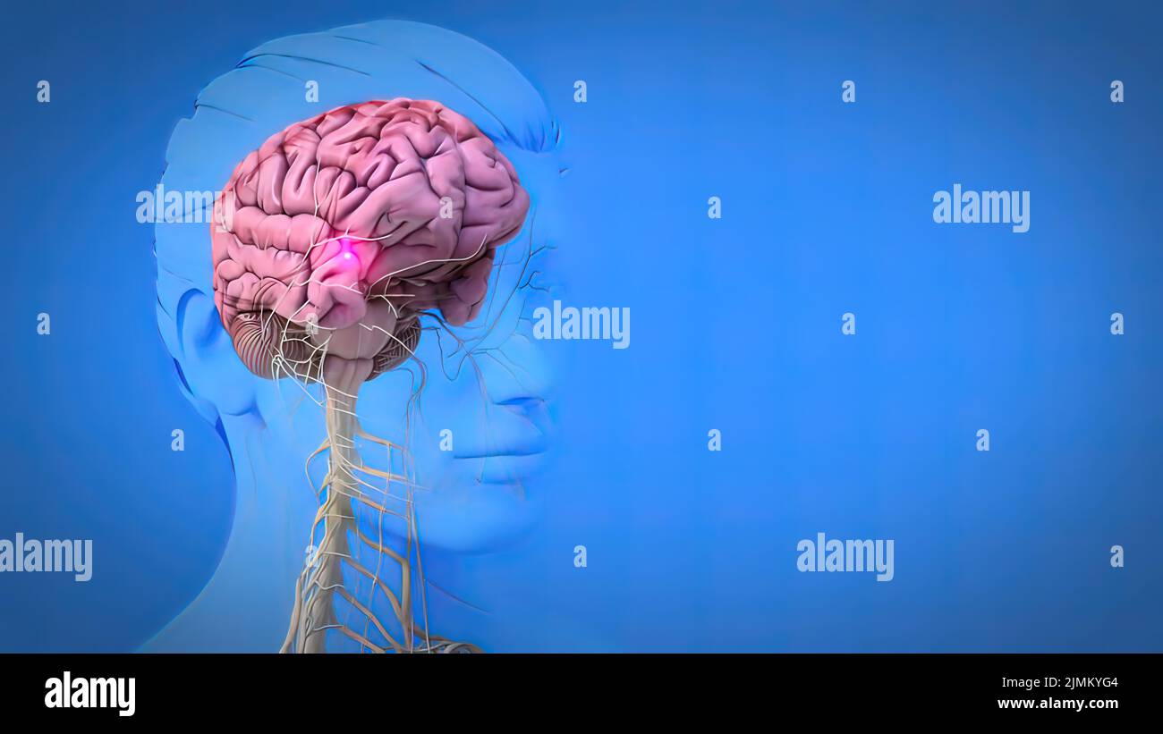 Signal of brain hi-res stock photography and images - Alamy