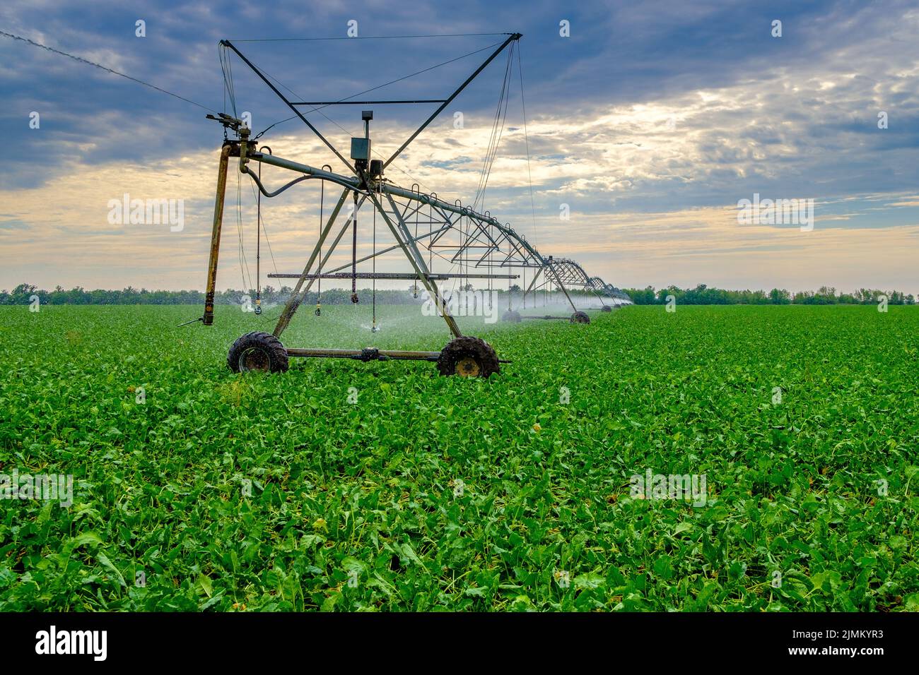 Watering beets in a large field using a self-propelled sprinkler system ...