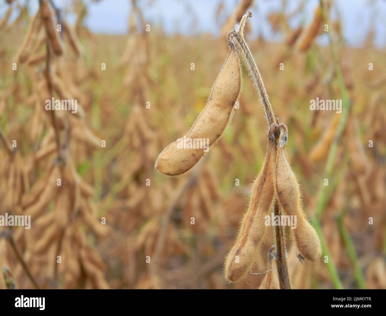Soybean pod hi-res stock photography and images - Alamy