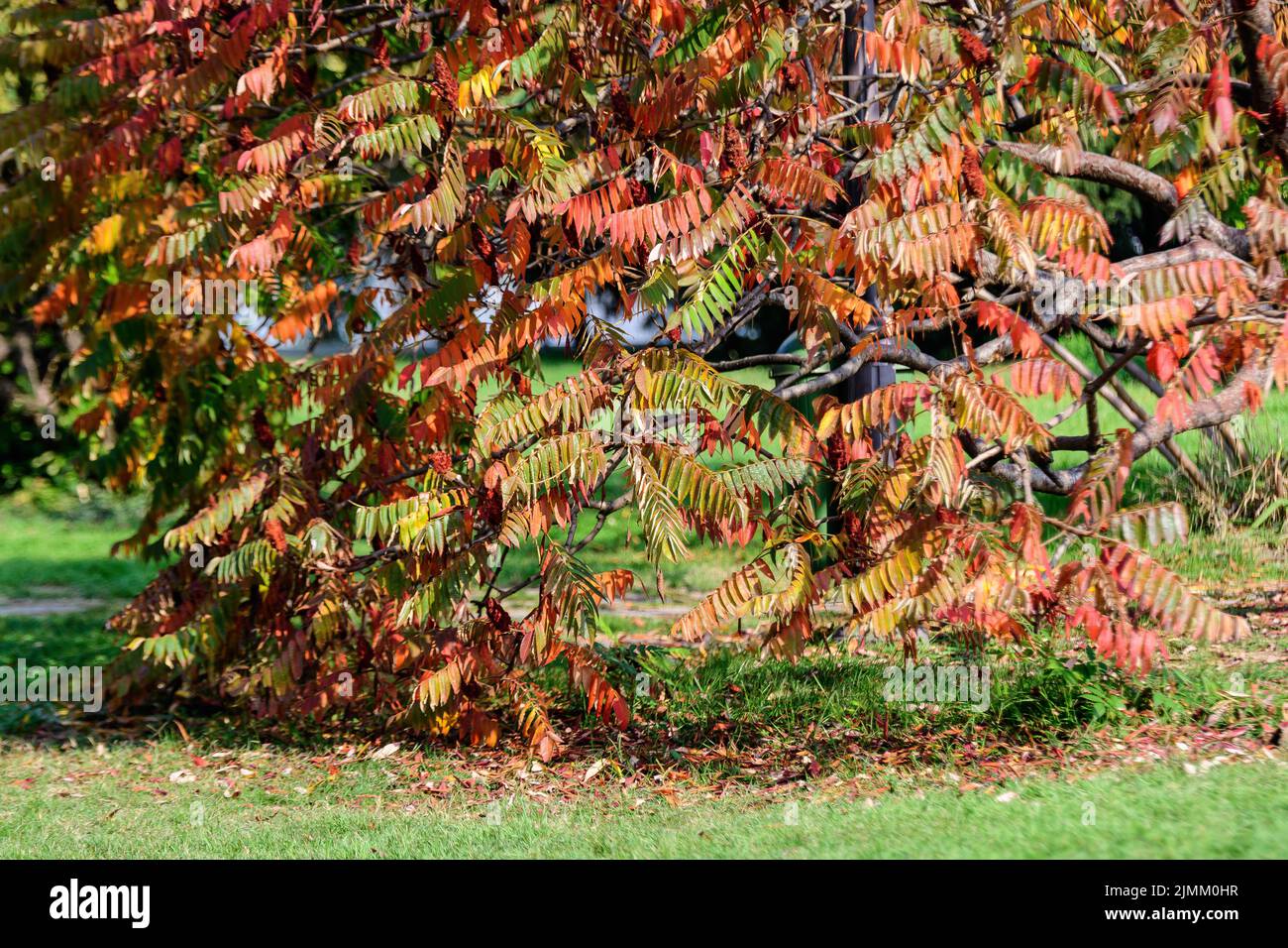 Minimalist monochrome background with large red and orange leaves and ...