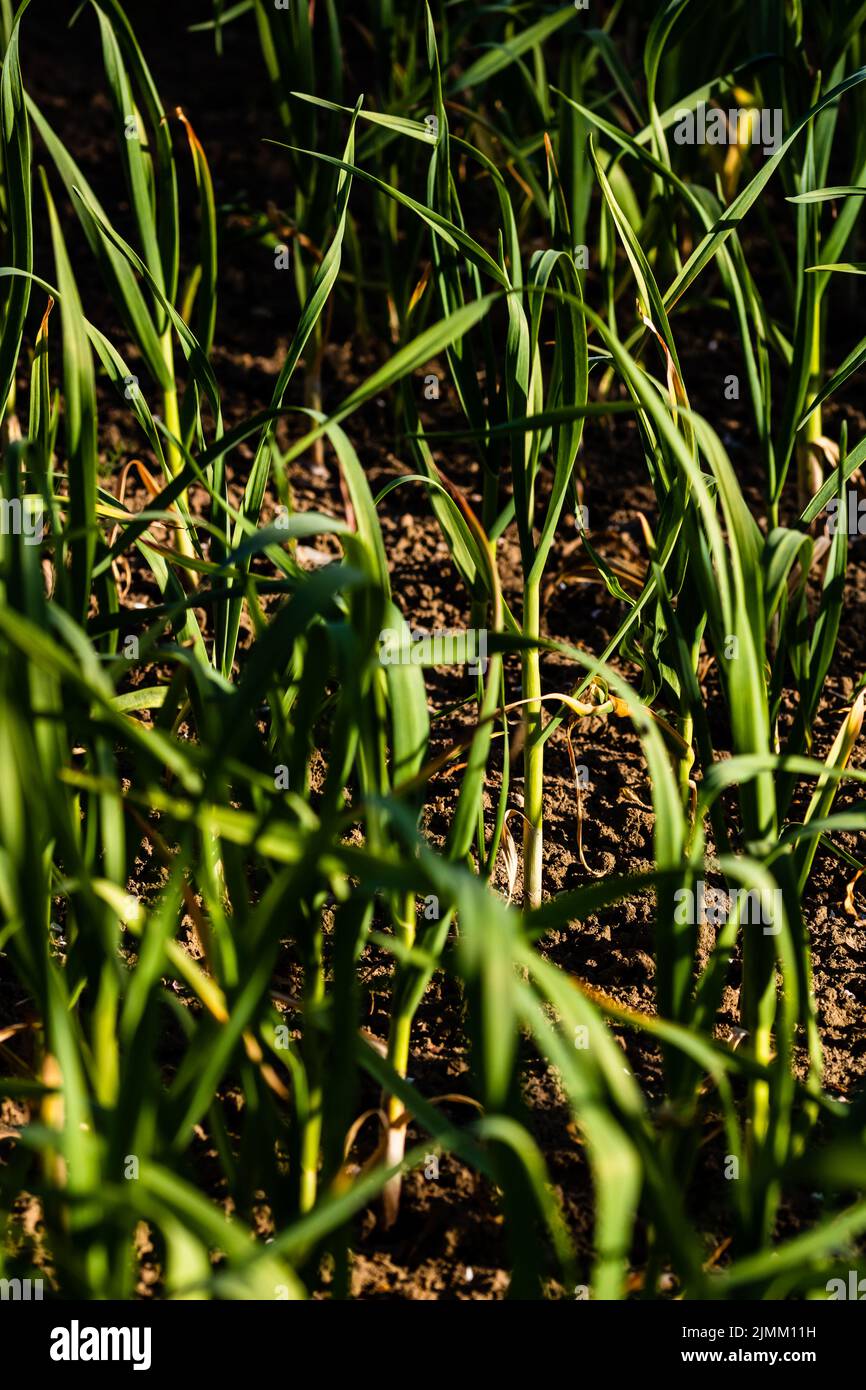 Spring onions grown in vegetable garden plots, Organically grown onions ...