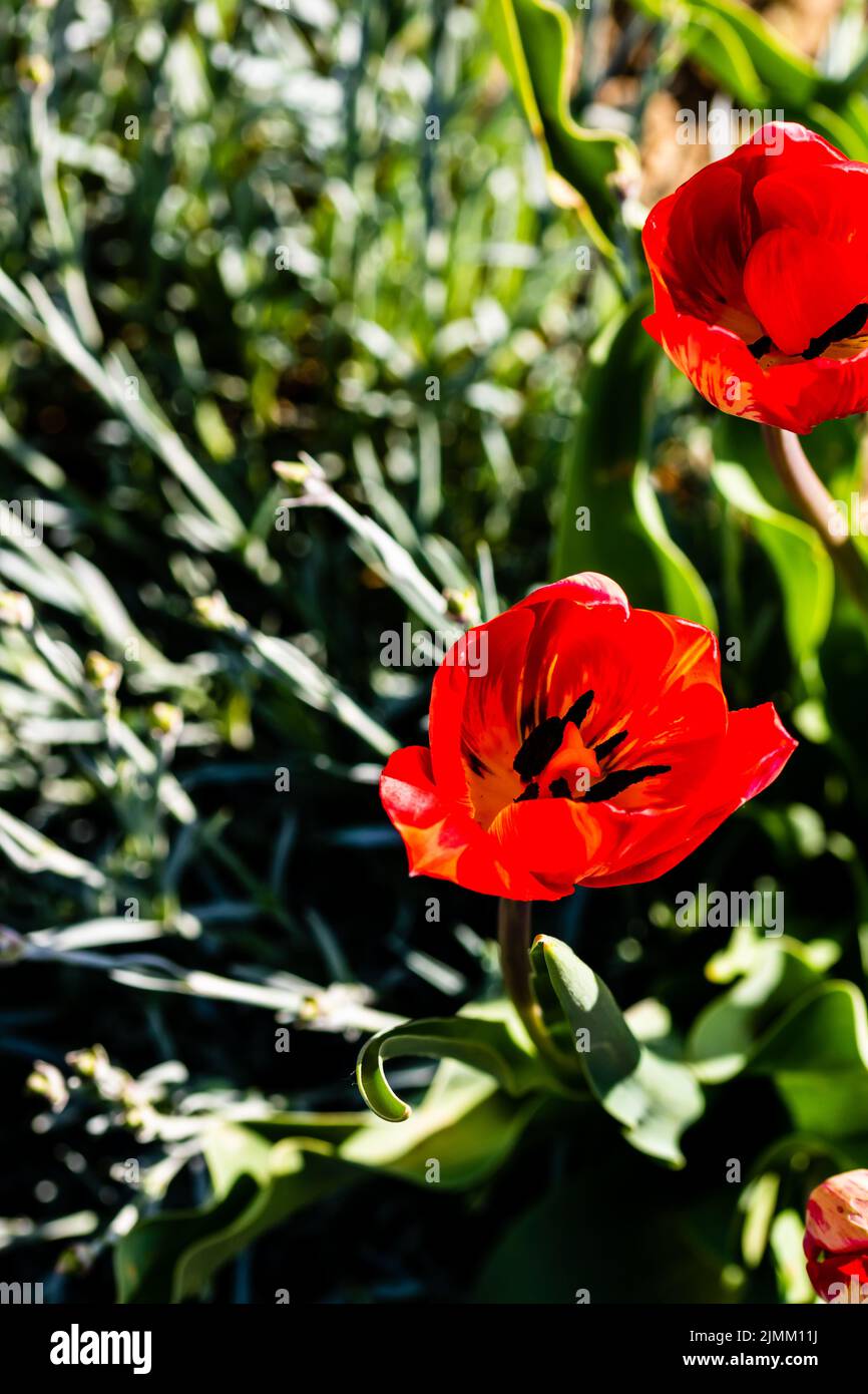 Red tulips in the flowerbed in spring Stock Photo - Alamy