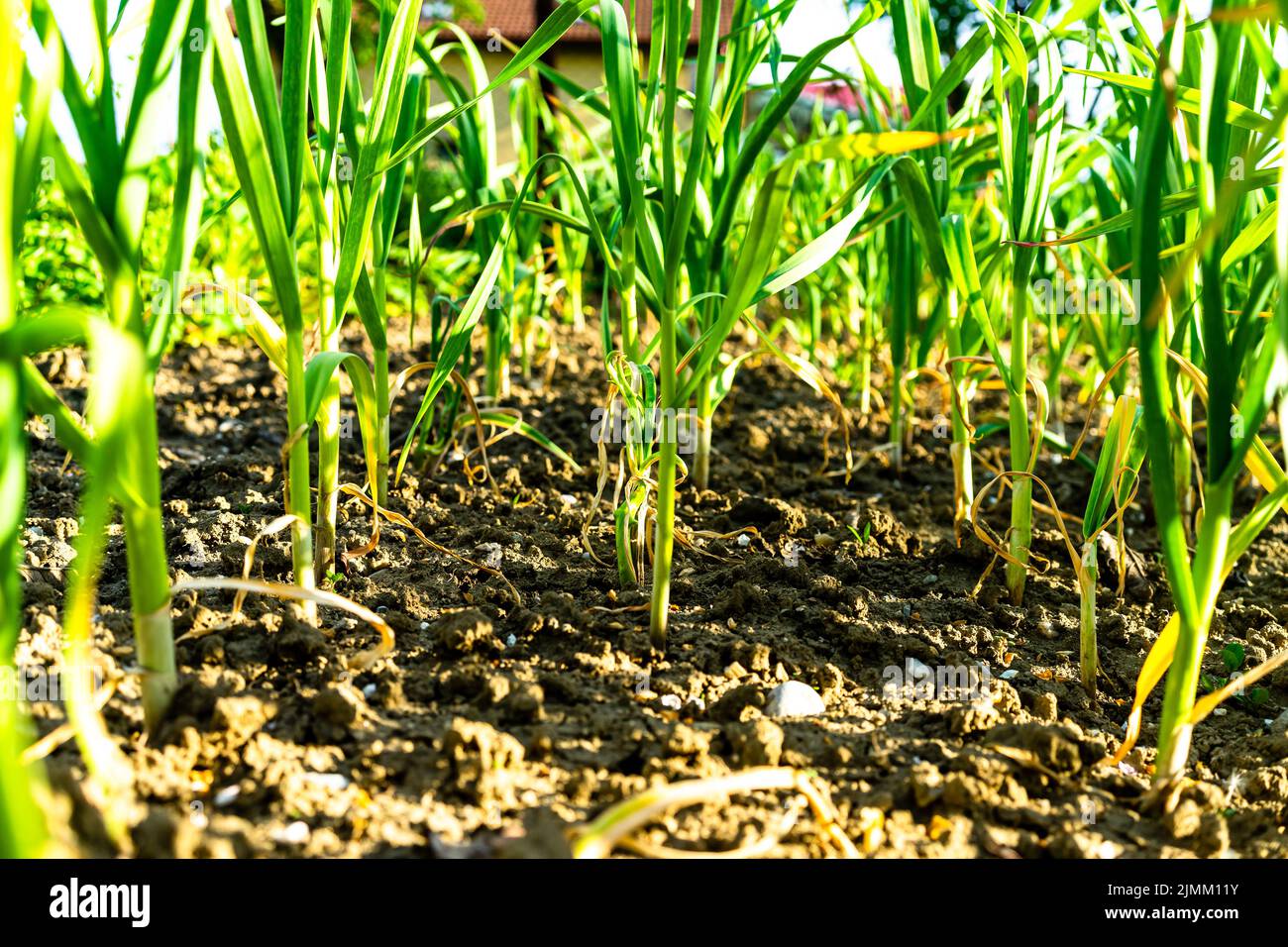 Spring onions grown in vegetable garden plots, Organically grown onions ...