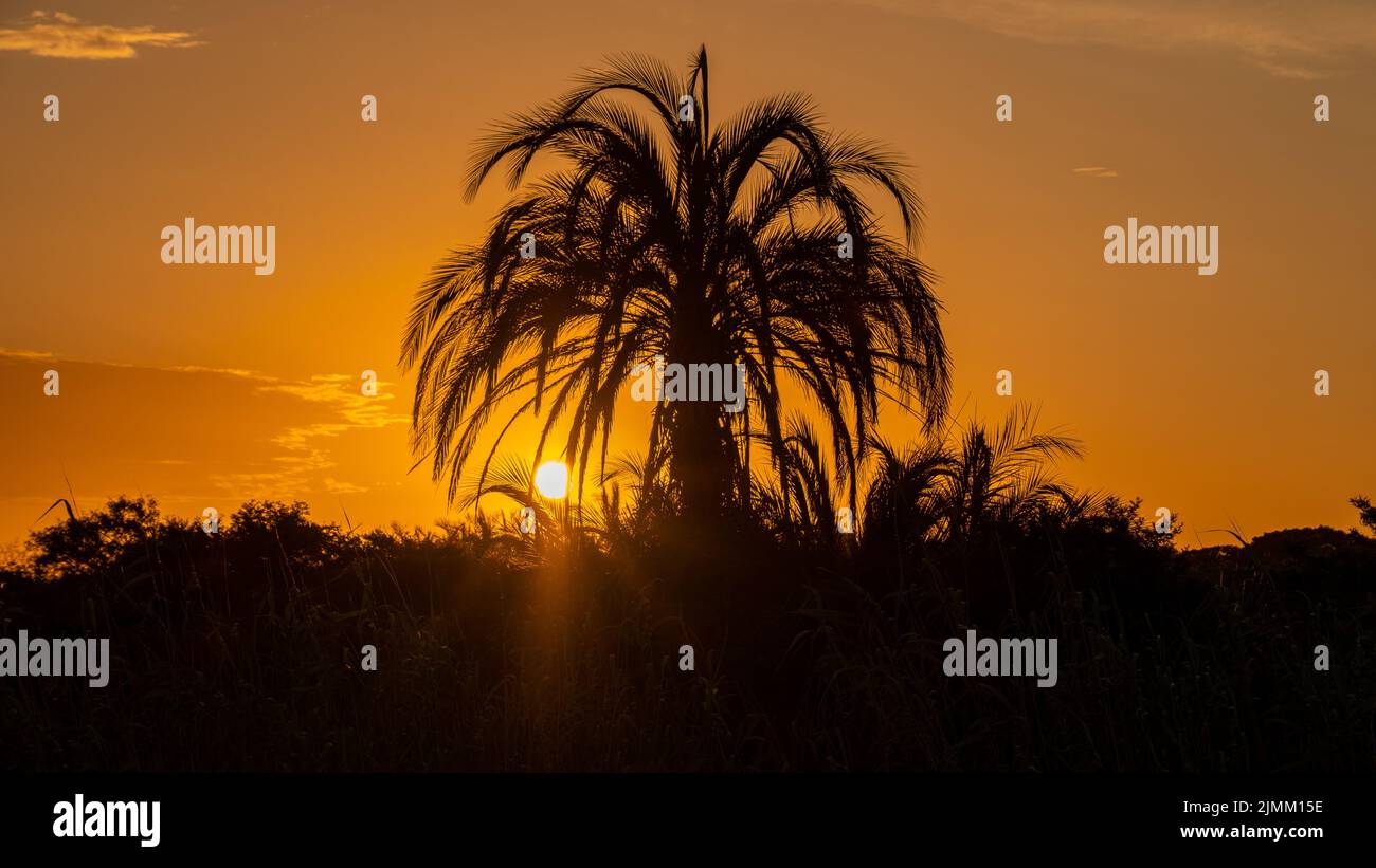 Palm tree during sunset in St Lucia South Africa Stock Photo - Alamy