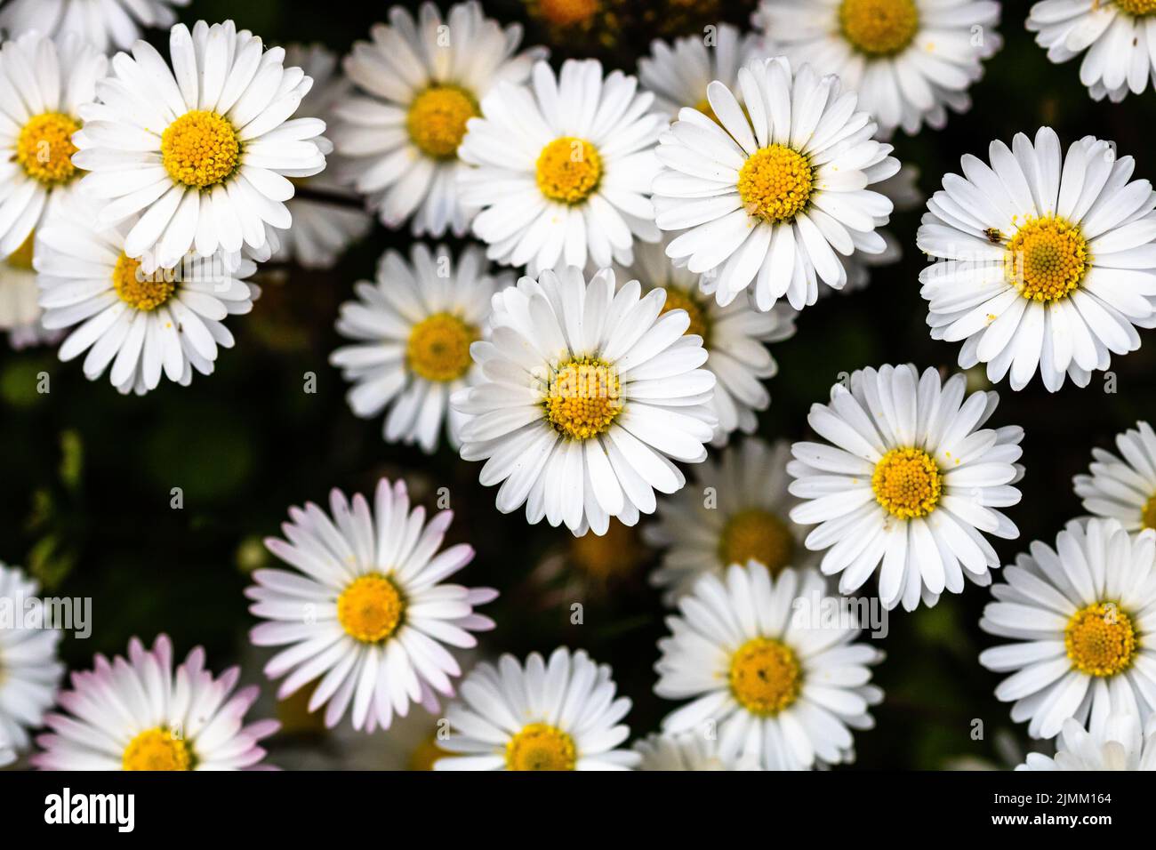 Bellis perennis flower. Daisy blooms in spring Stock Photo - Alamy