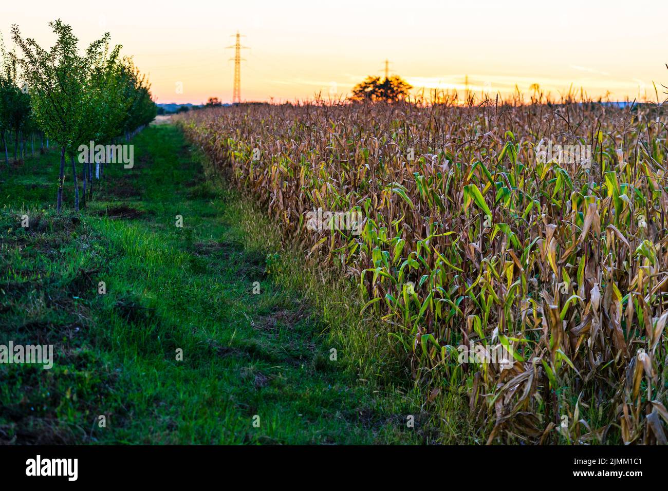 Corn plantation food. Corn field in agricultural garden Stock Photo - Alamy