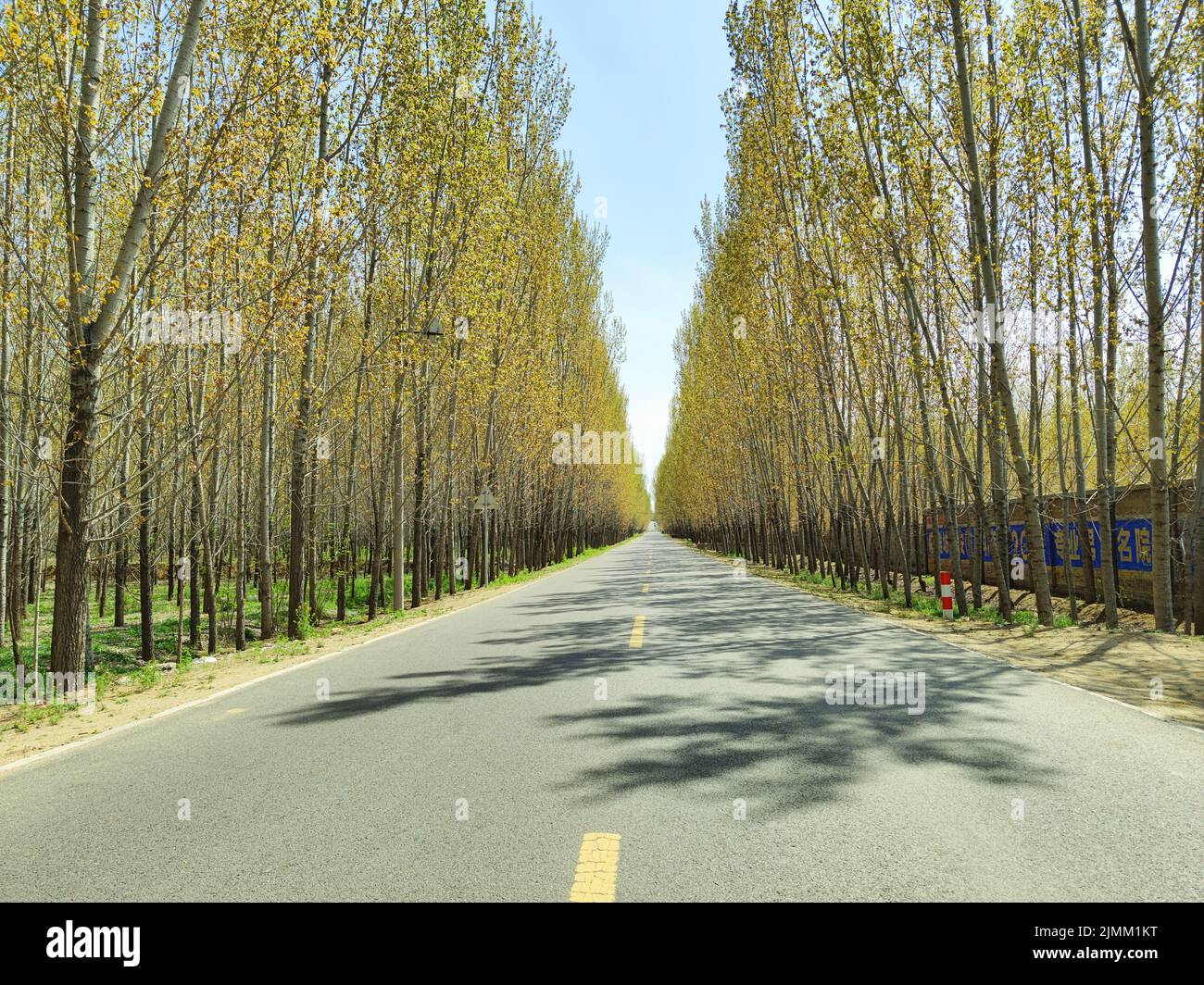 An empty road passing through tall trees on a sunny day Stock Photo - Alamy