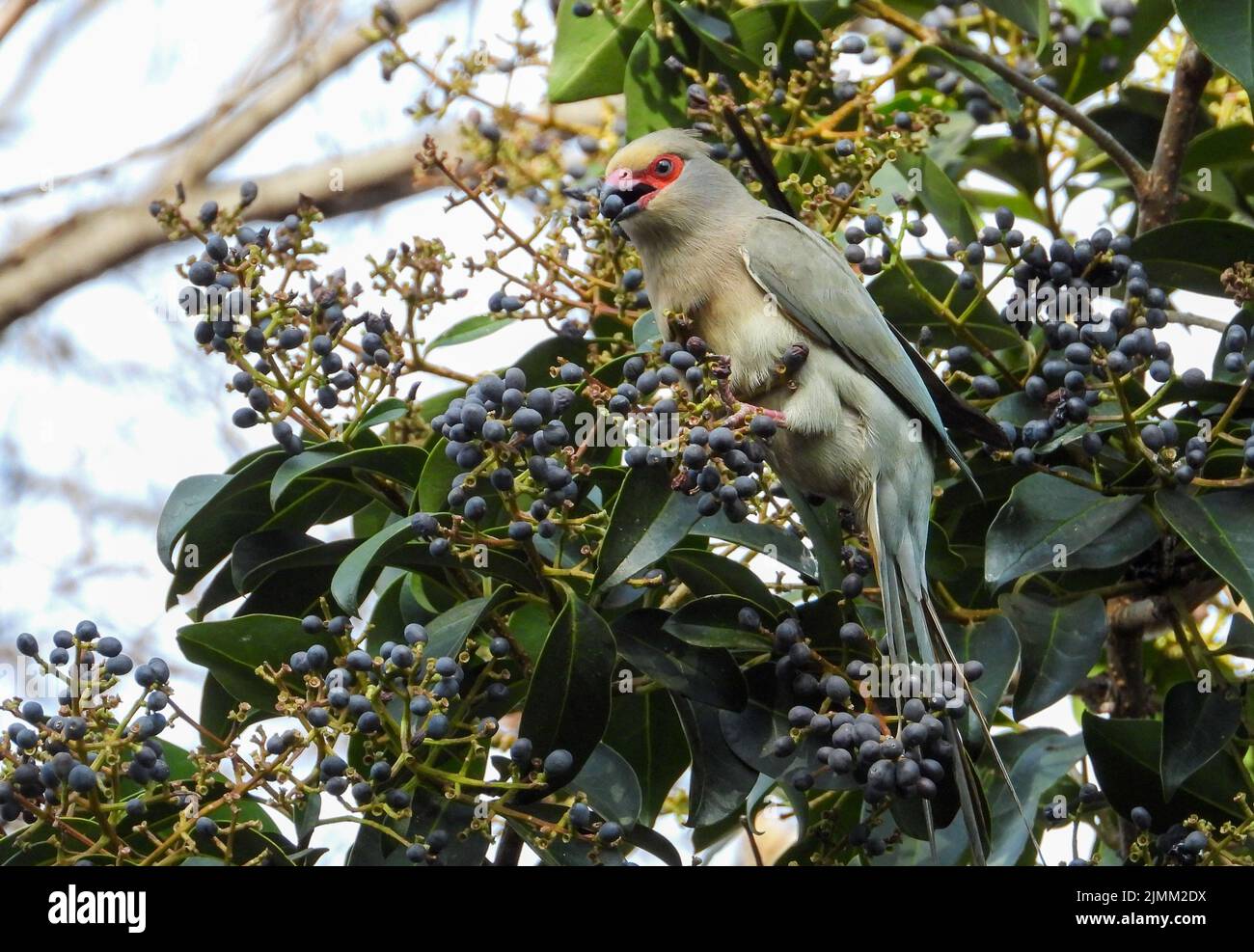 Red-faced mousebird eating purple berries in a tree in a garden in ...
