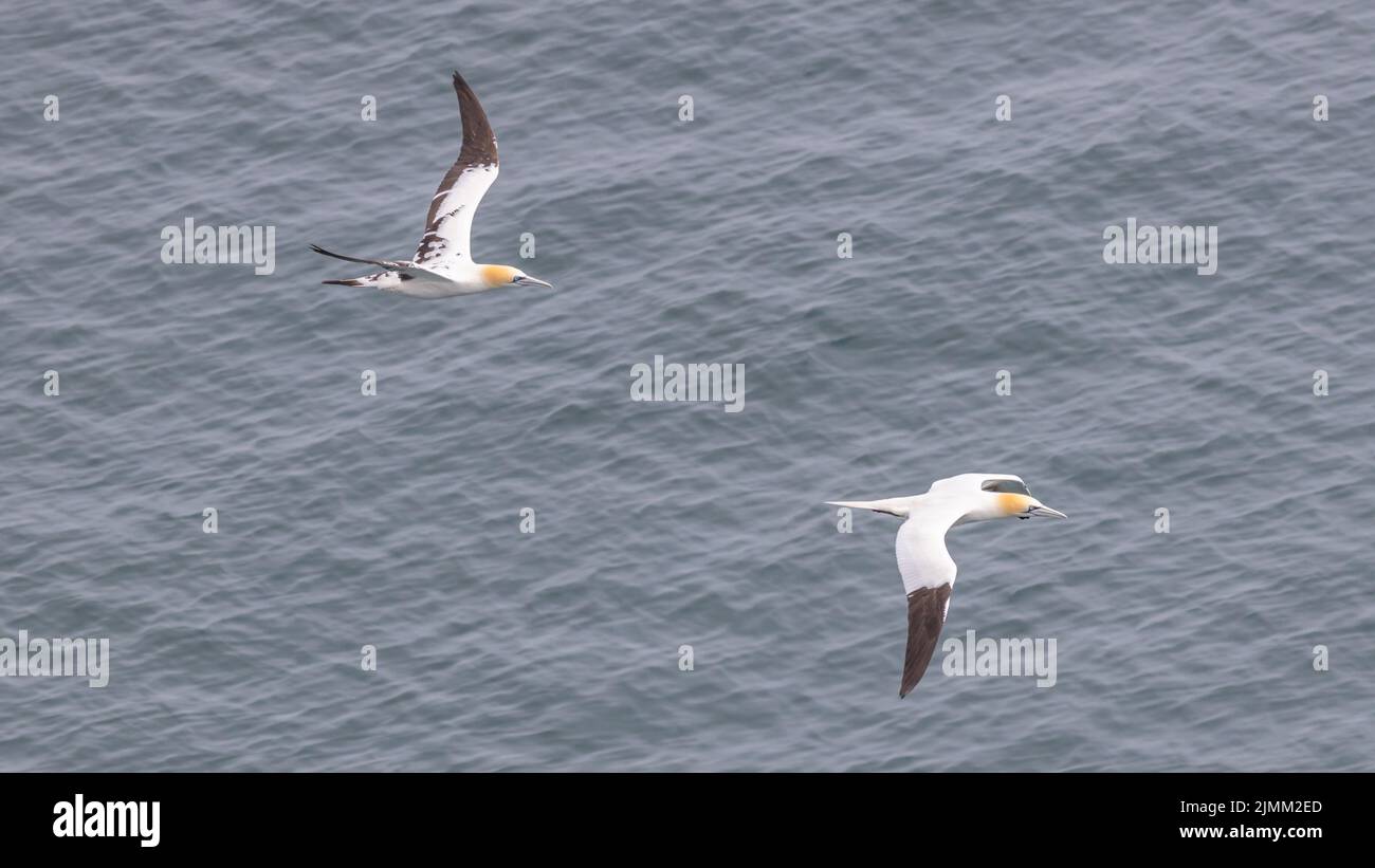 Two northern birds hi-res stock photography and images - Alamy